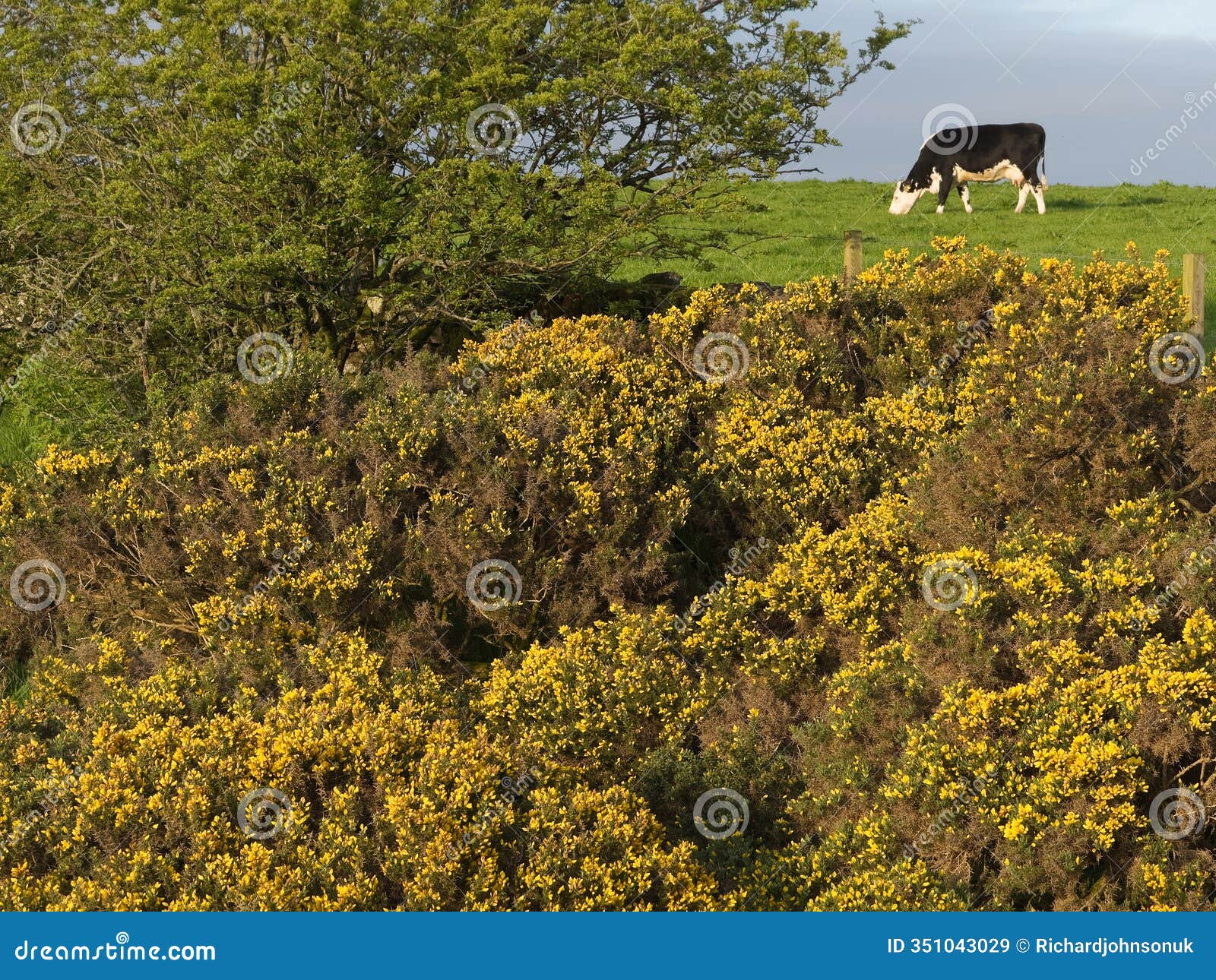 Cow Alone Eating Grass on Farmland Stock Image - Image of livestock ...