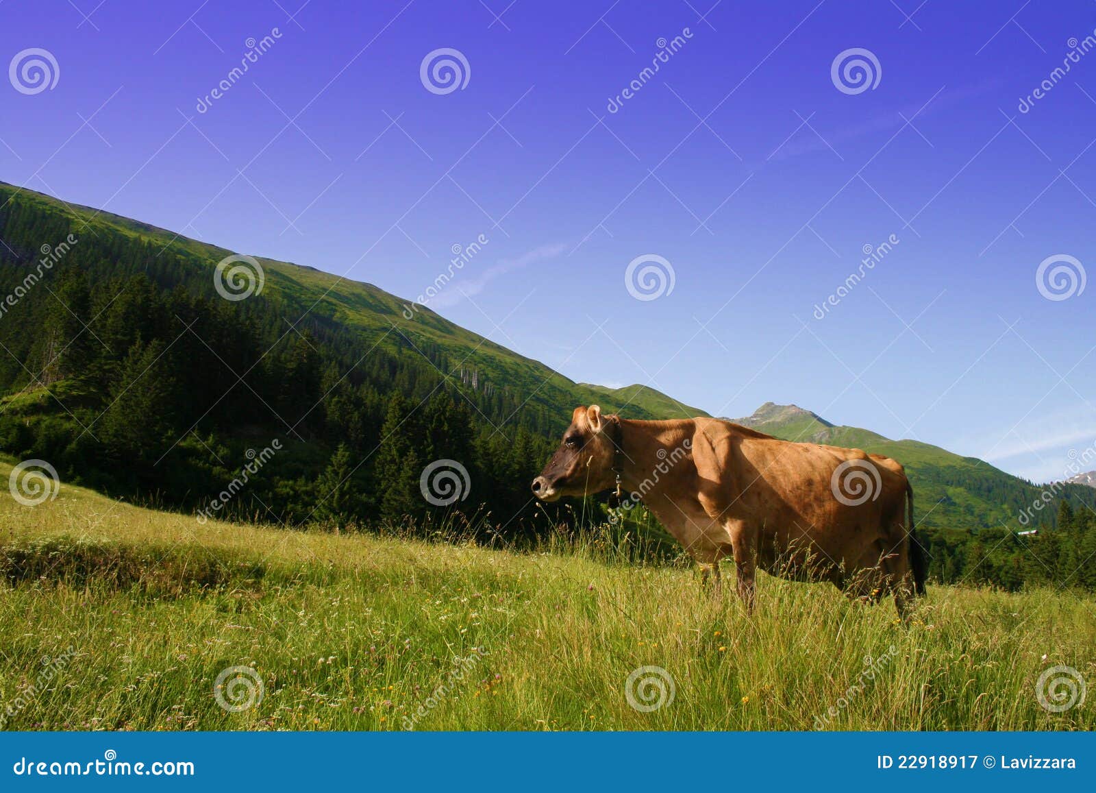 Cow on alpine pasture stock image. Image of farm, high - 22918917
