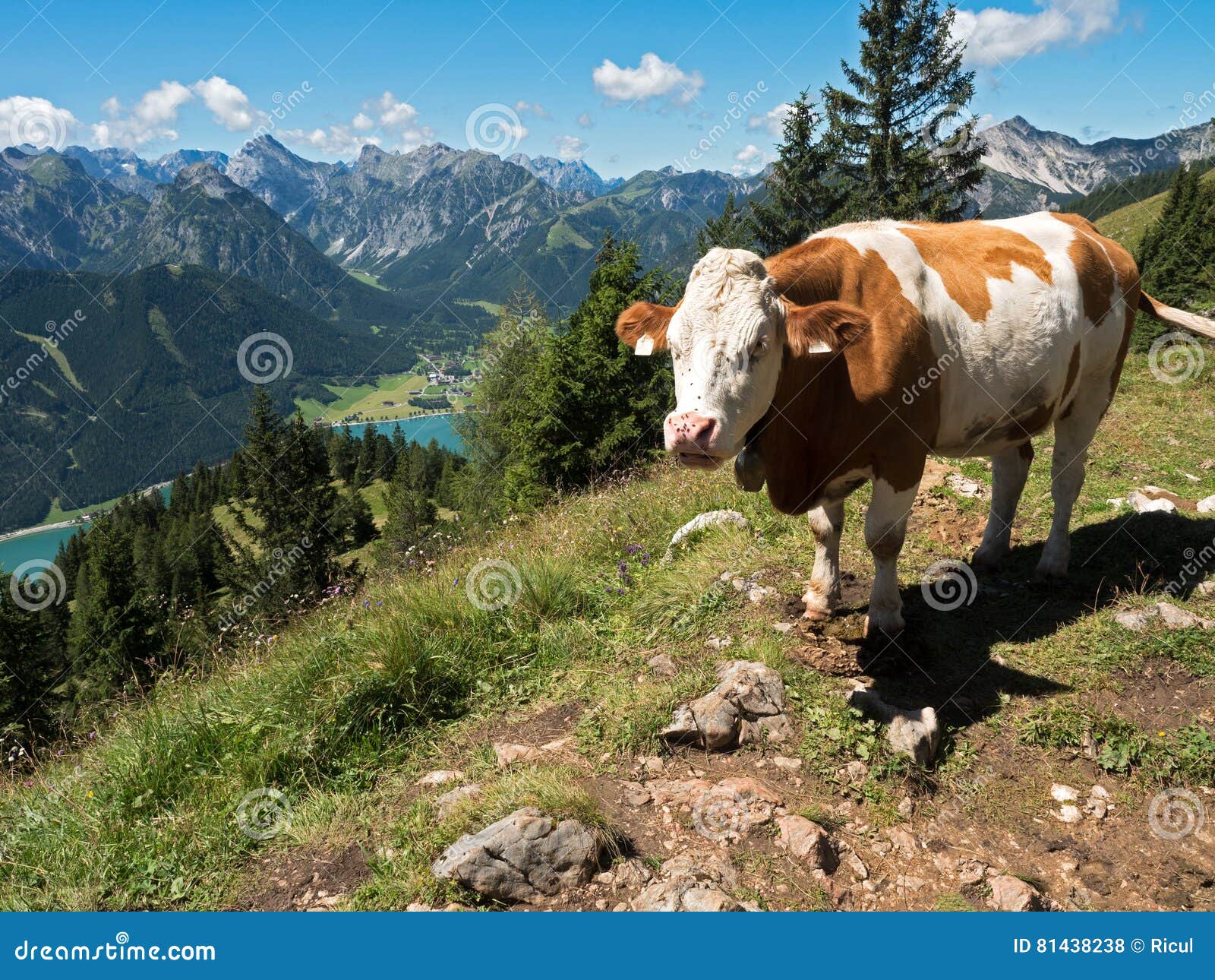 Cow in the Alpine Pasture in Austria Stock Photo - Image of pasture ...