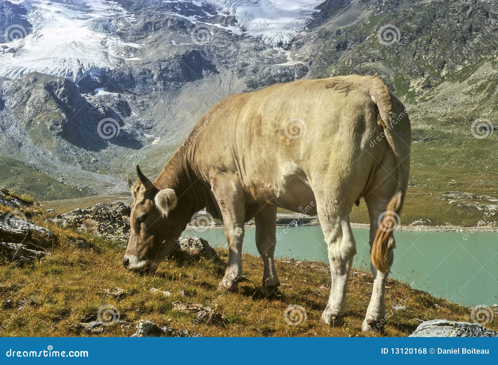 Cow in Alps stock photo. Image of wide, mountains, animal - 13120168