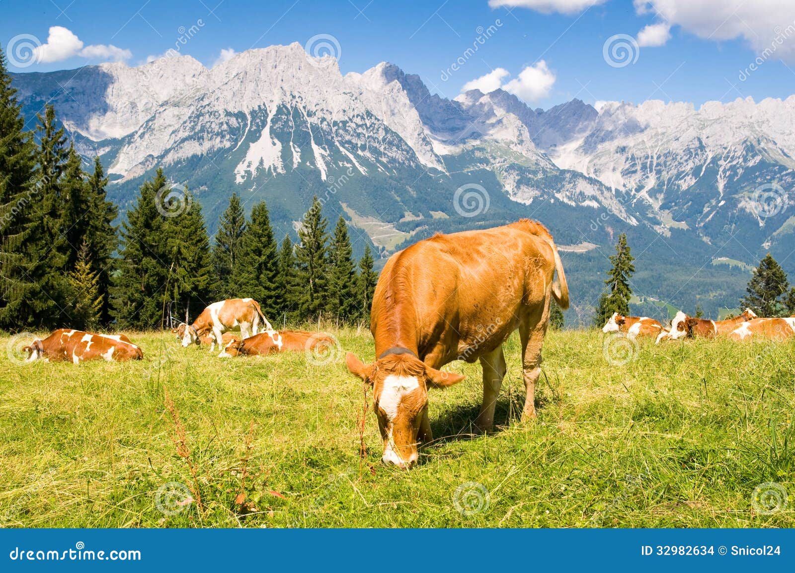 Austrian Cows