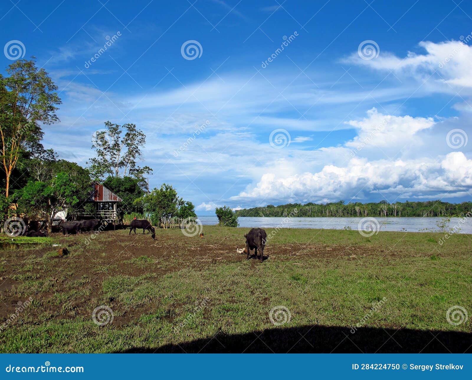 Cow on Amazon River, Peru, South America Stock Photo - Image of primary ...