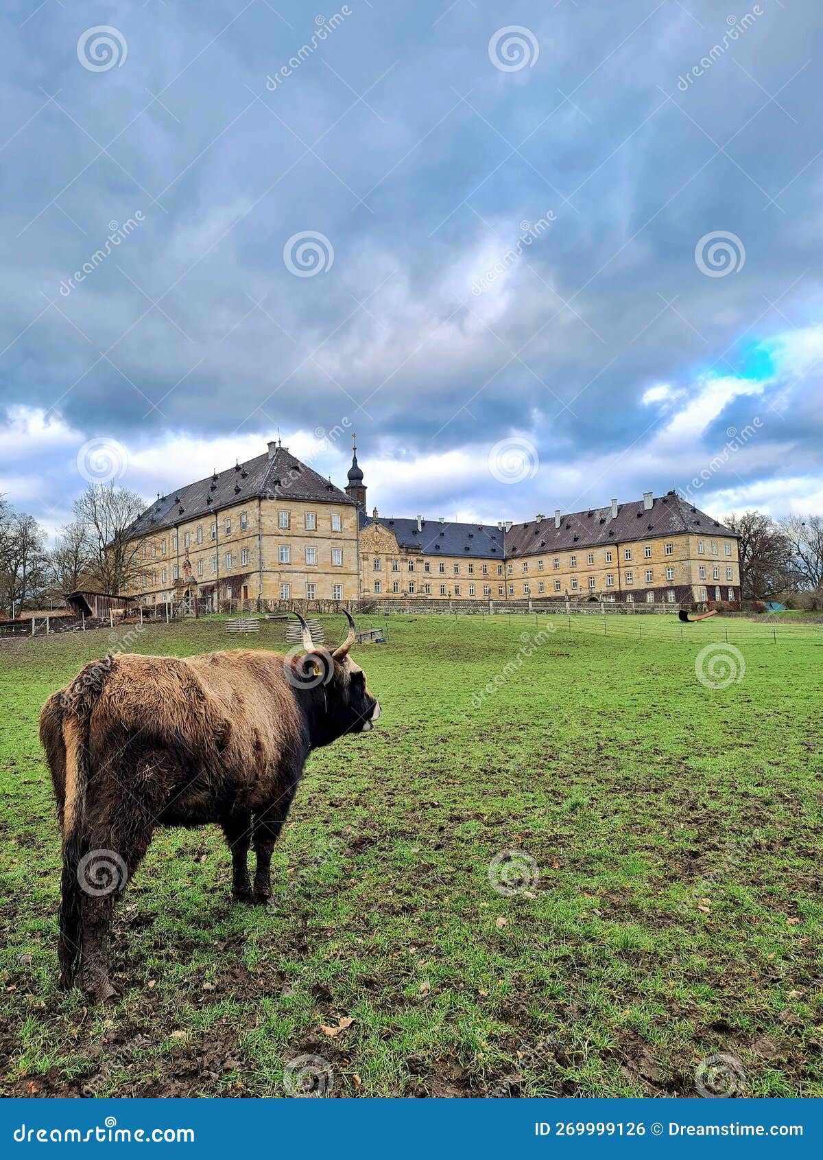 Cow anc castle stock photo. Image of gras, germany, field - 269999126