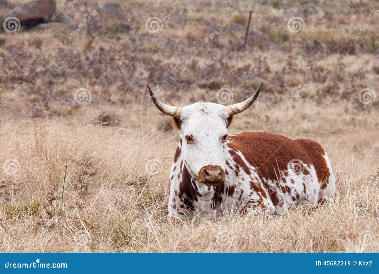 Cow stock image. Image of mottled, large, cows, fence - 45682219
