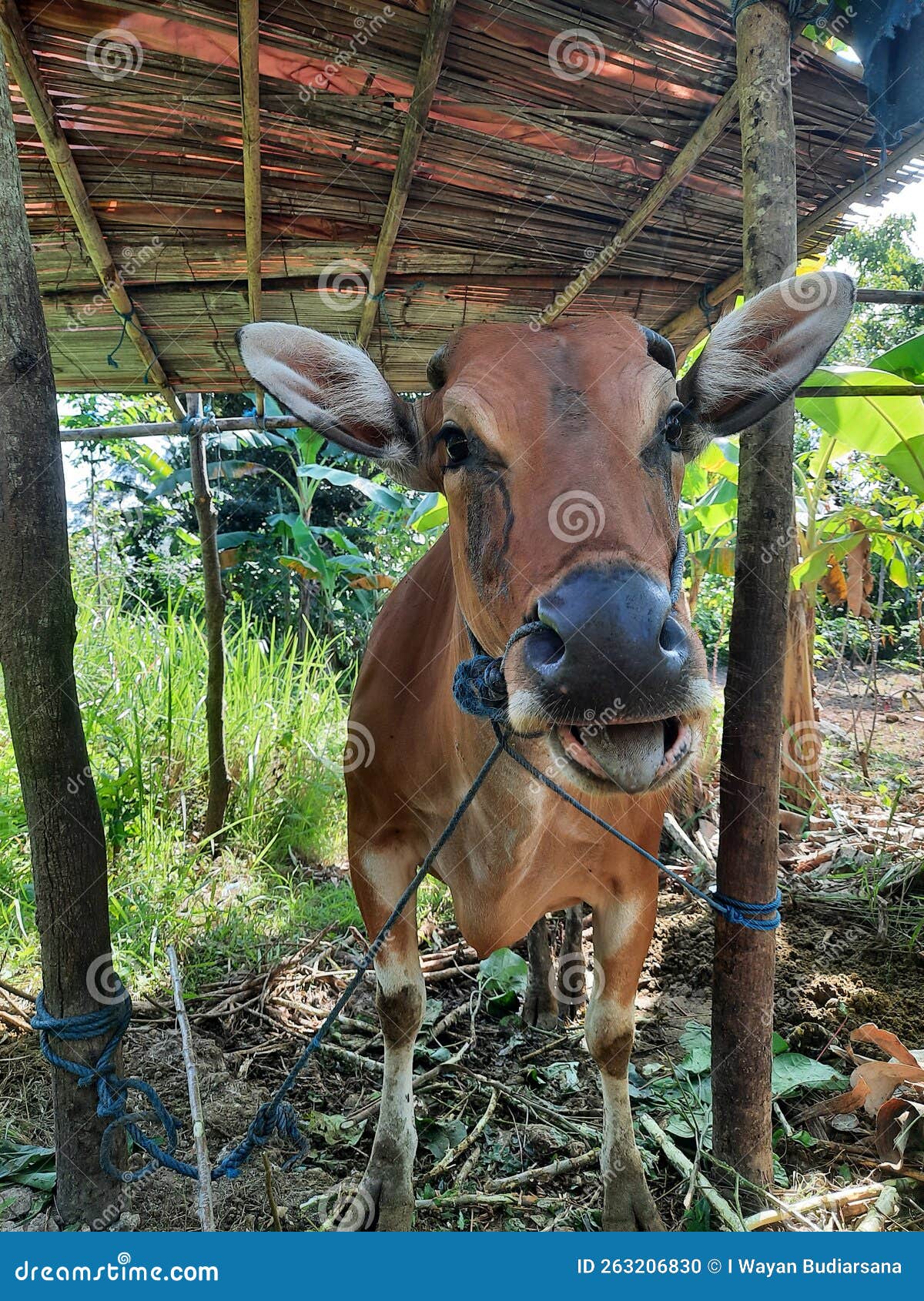 Cow, Animal, Traditional Farming, Milk , Nature Stock Photo - Image of ...