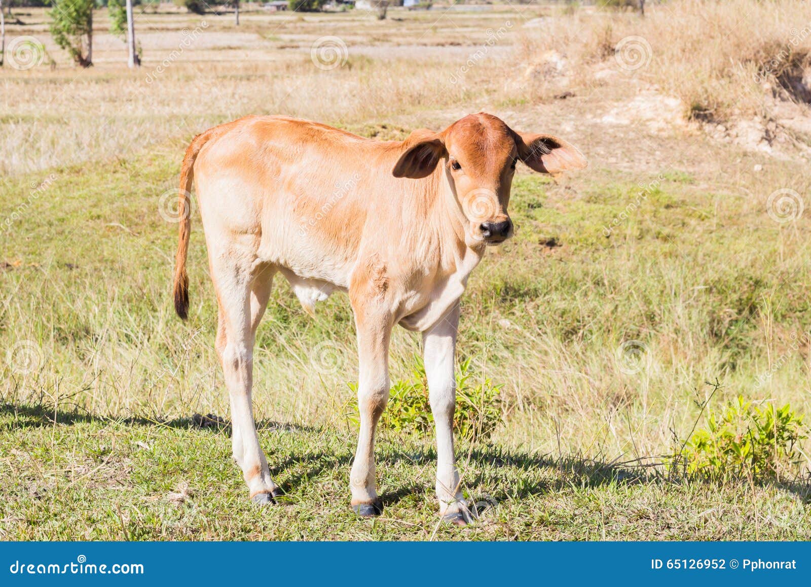 Cow asia animal forest stock photo. Image of competition - 65126952