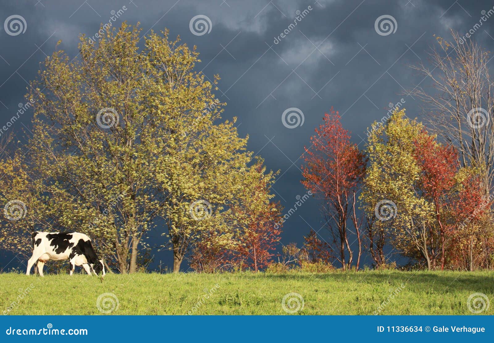 Cow in Autumn stock photo. Image of cloud, dark, blue - 11336634