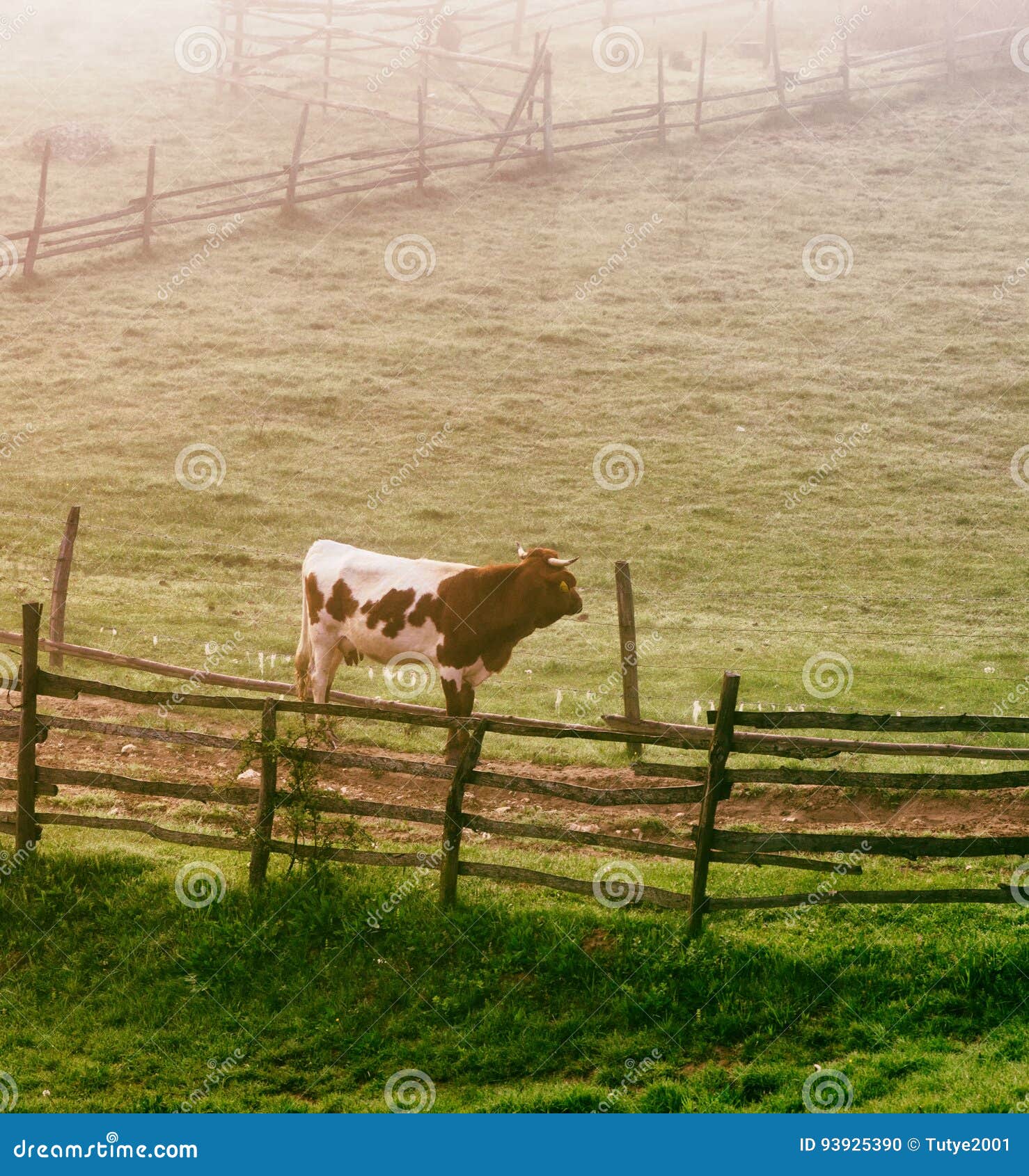 Cow on Autumn Pasture in Mountains at Sunrise Stock Photo - Image of ...