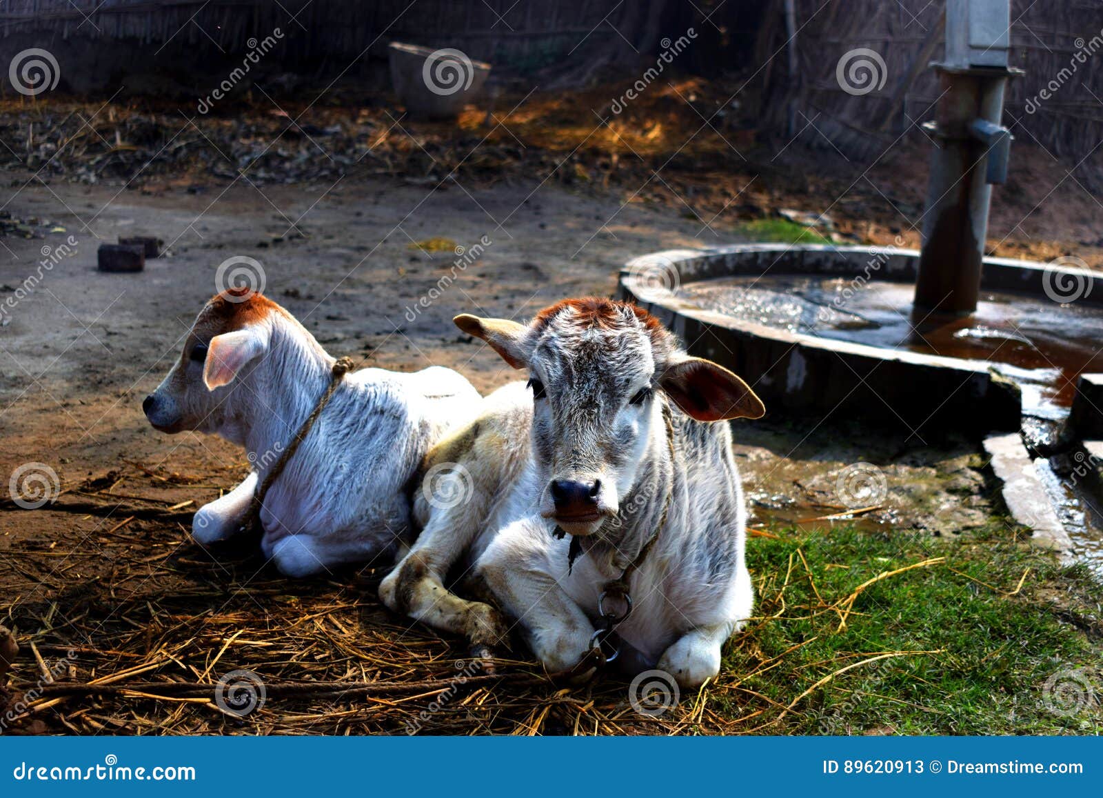 Cow baby stock image. Image of cute, sitting, green, domestic - 89620913