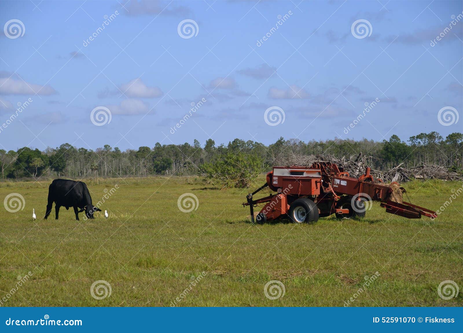 Cow and Baler in field stock photo. Image of herd, ranching - 52591070