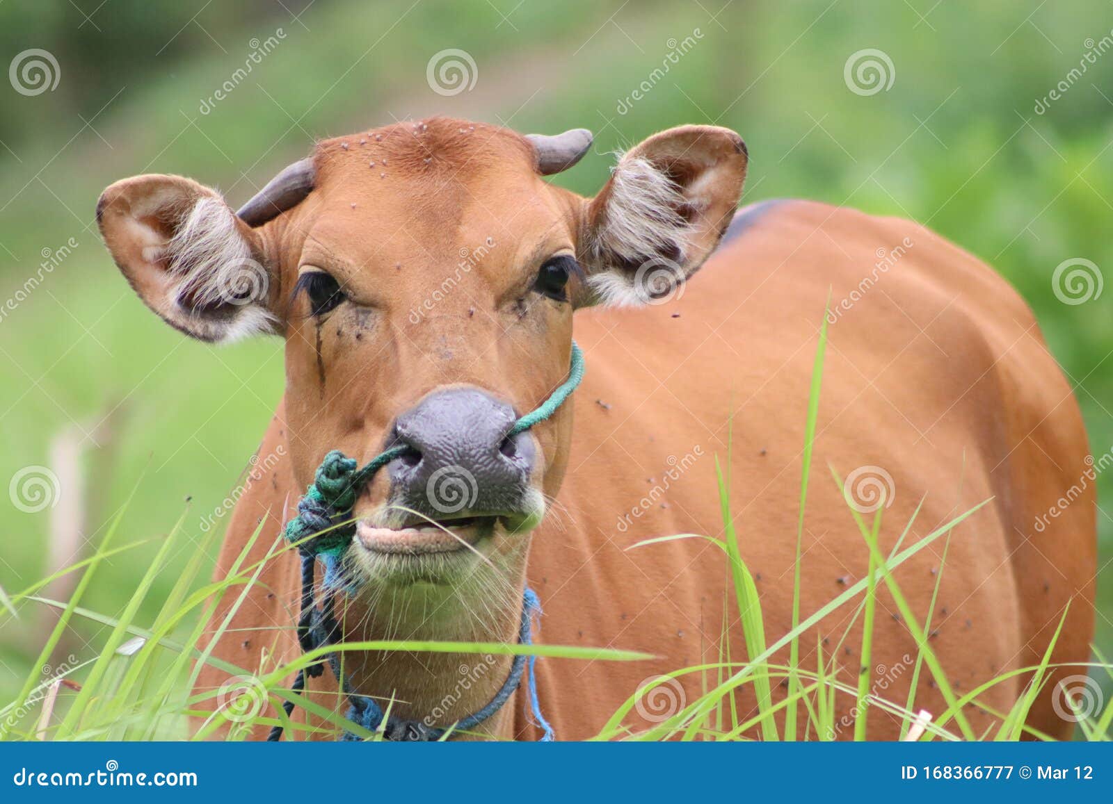 Cow in Bali Life Eat Grass Now Stock Image - Image of bali, life: 168366777