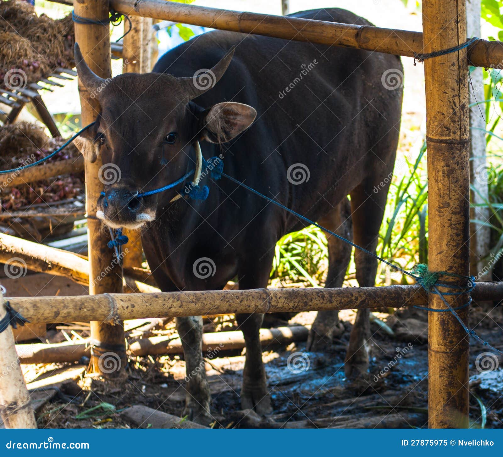 Cow in bamboo stall stock image. Image of bamboo, eyes - 27875975
