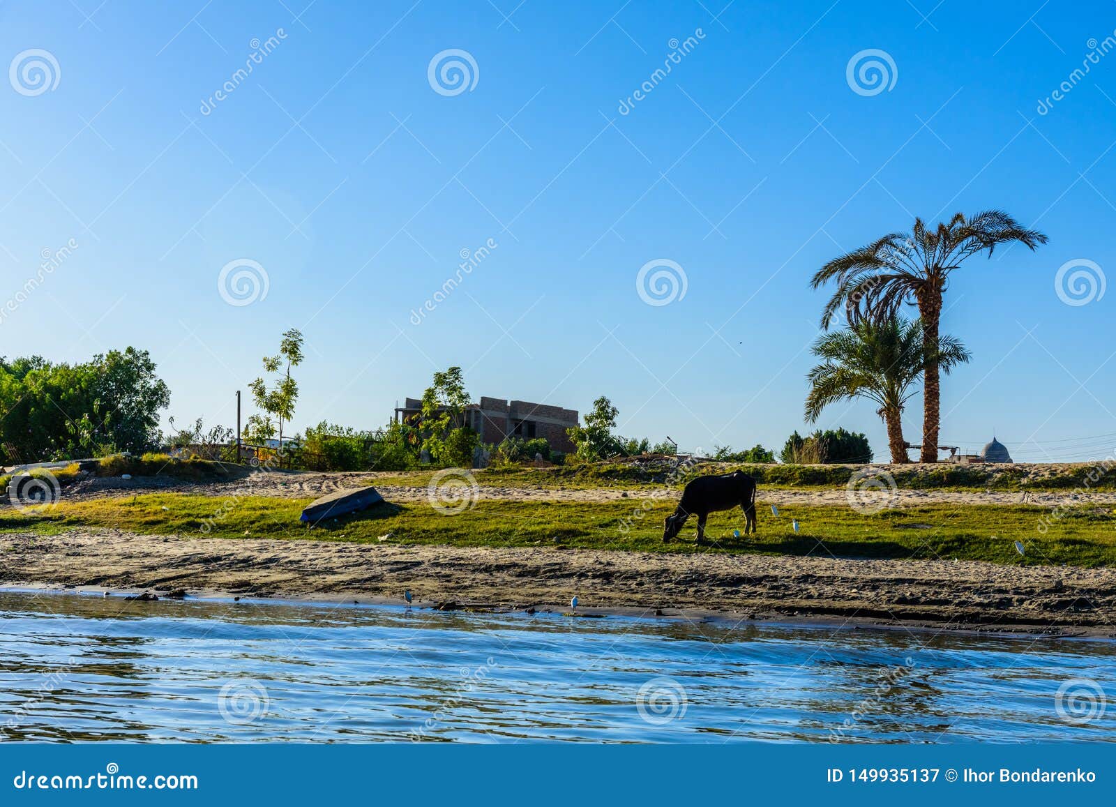 Cow on a Bank of the Nile River Stock Image - Image of livestock, brown ...