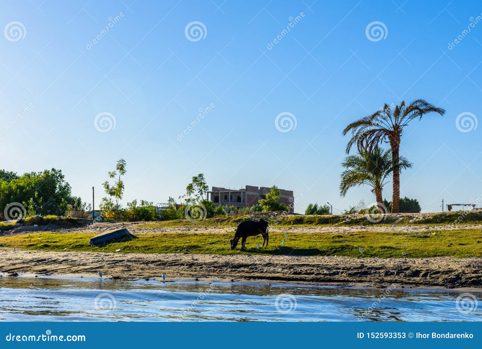 Cow on a Bank of the Nile River Stock Image - Image of countryside ...