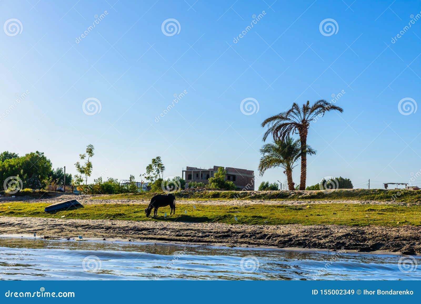 Cow on a Bank of the Nile River Stock Image - Image of livestock, green ...