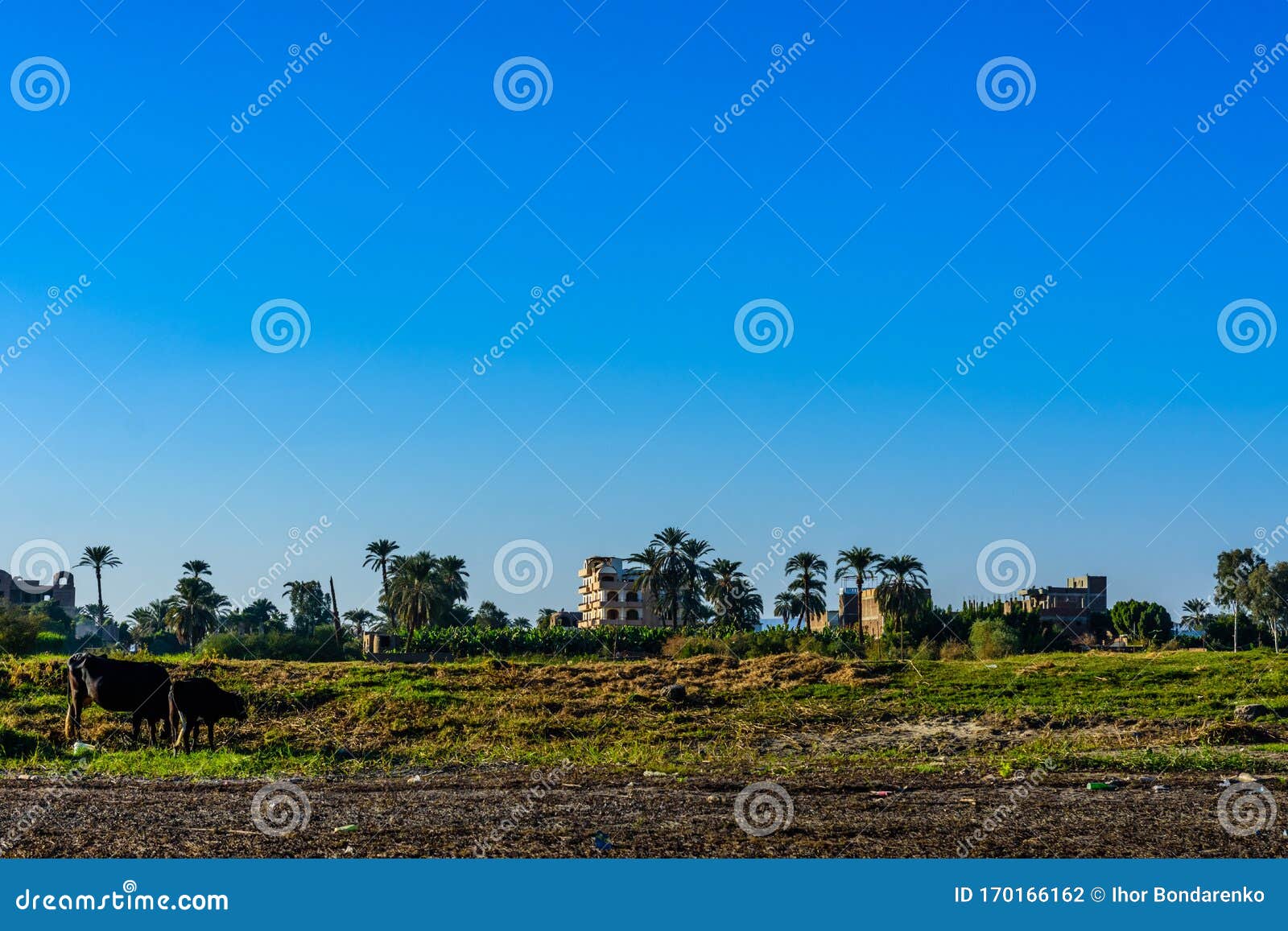 Cow on a Bank of the Nile River Stock Photo - Image of fauna, farm ...