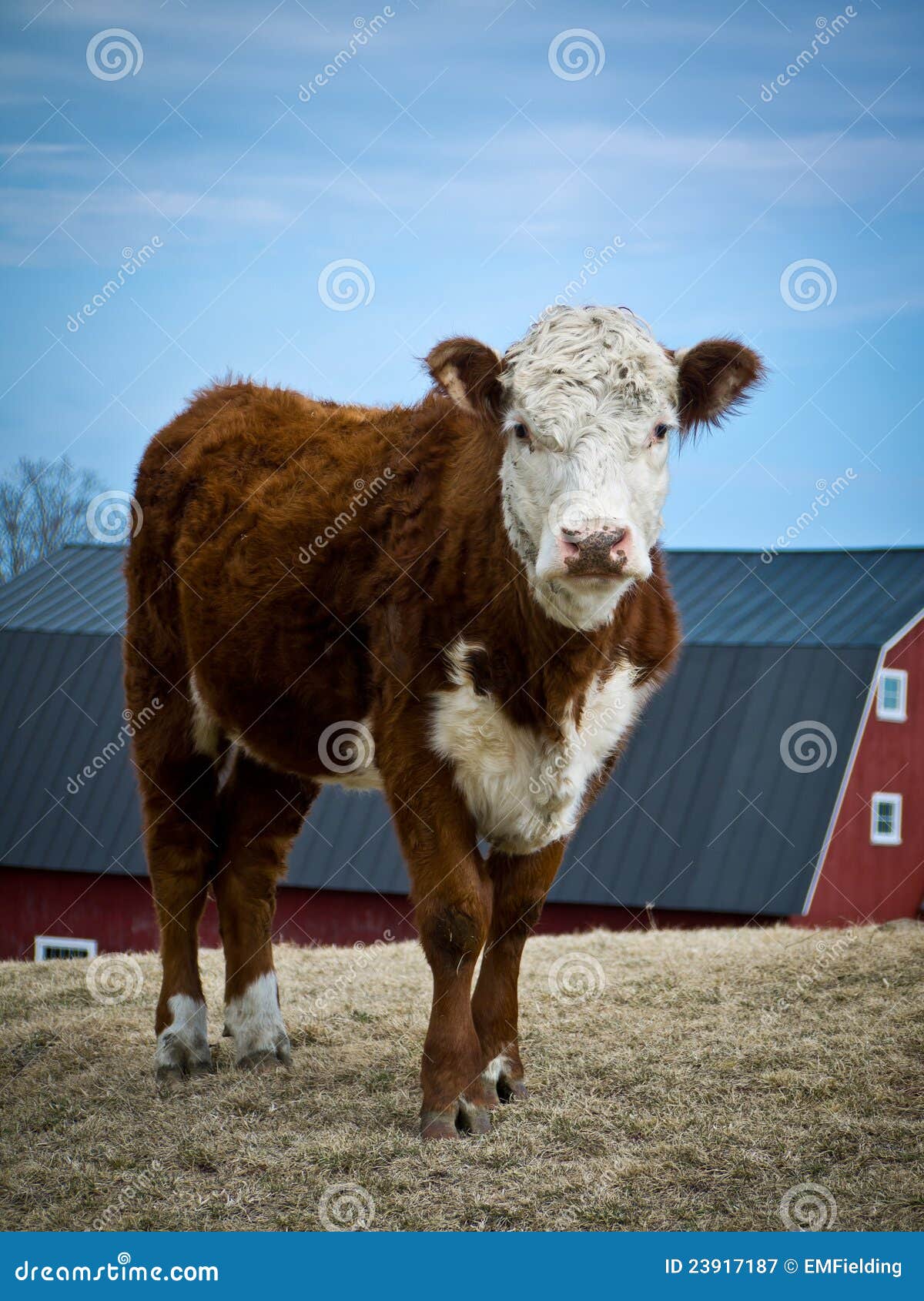 Cow with Barn in Background Stock Image - Image of heifer, portrait ...