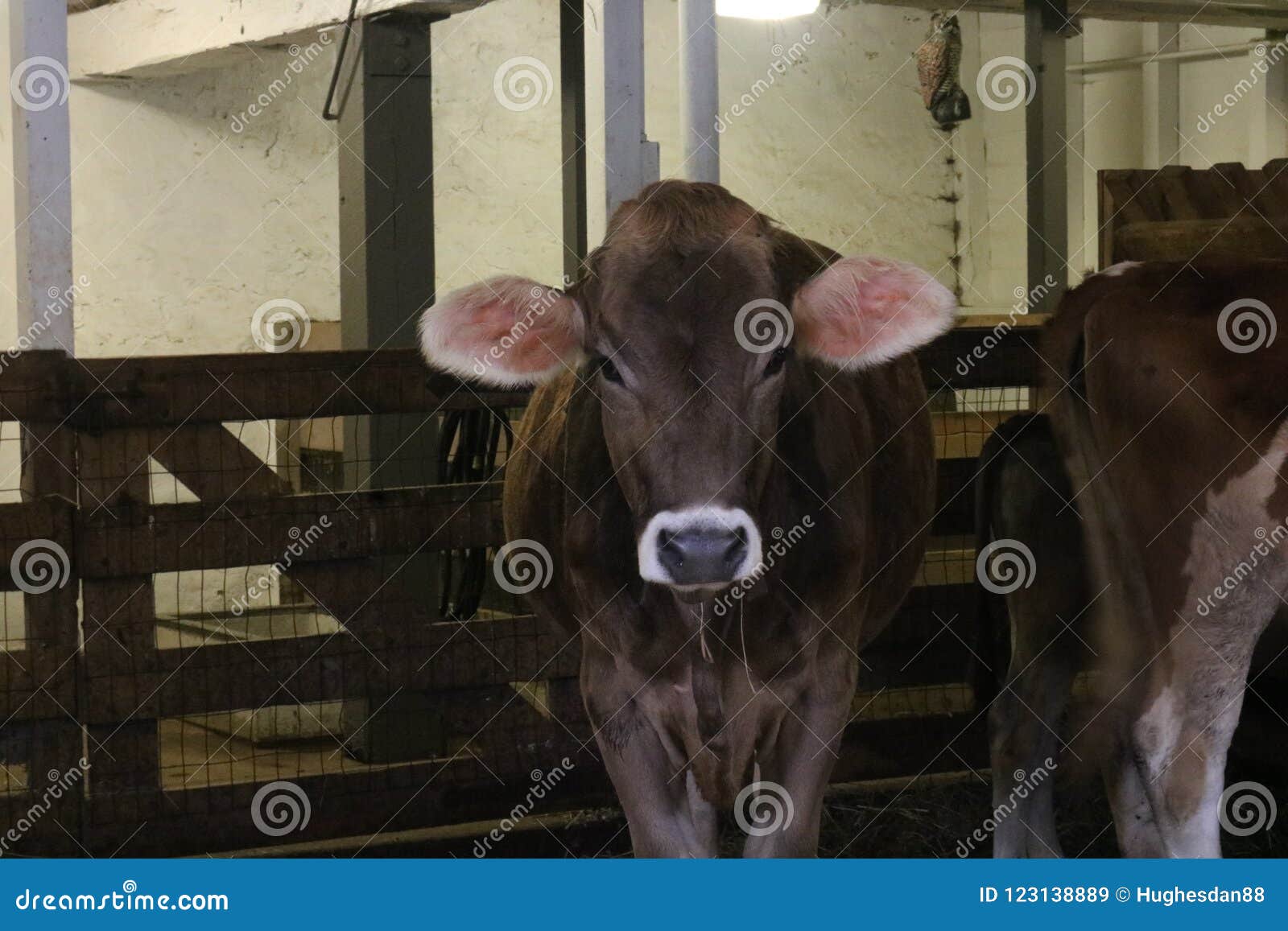 Cow in a barn stock image. Image of mammal, stable, focused - 123138889