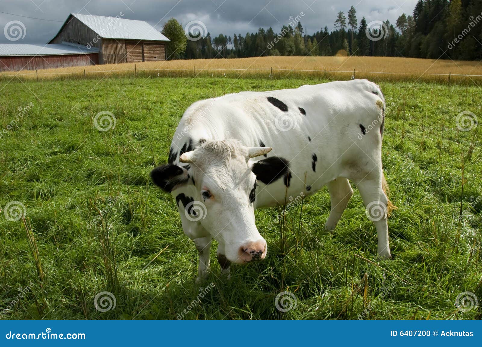 Cow and a Barn in Finnish Countryside Stock Photo - Image of horizontal ...