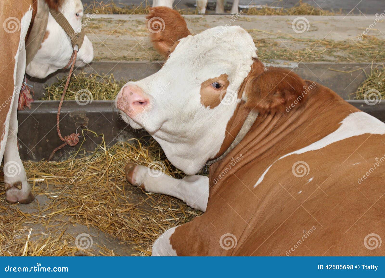 Cow barn stock photo. Image of barn, inside, calf, domestic - 42505698