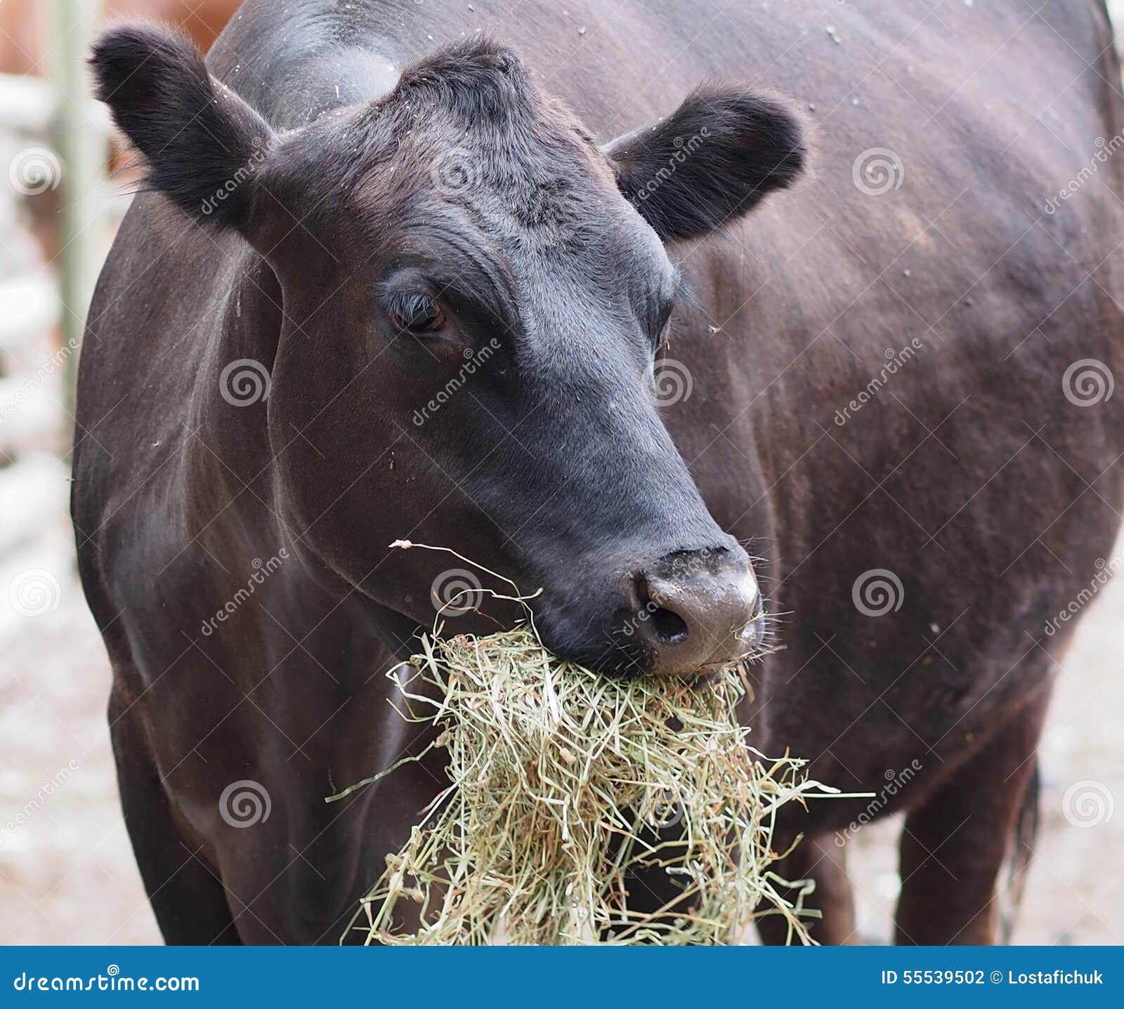 Cow in Barnyard stock photo. Image of farm, barnyard - 55539502
