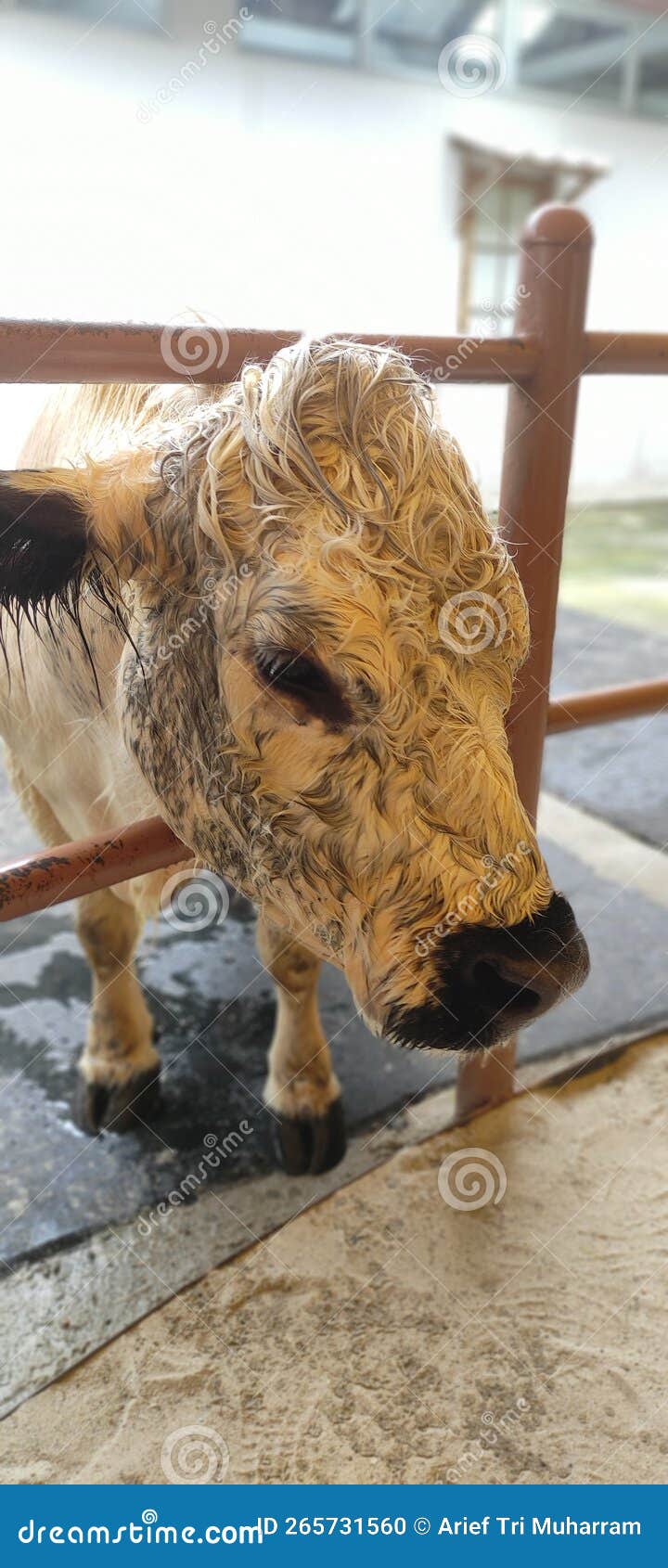 Cow after bath stock photo. Image of still, bath, bathing - 265731560
