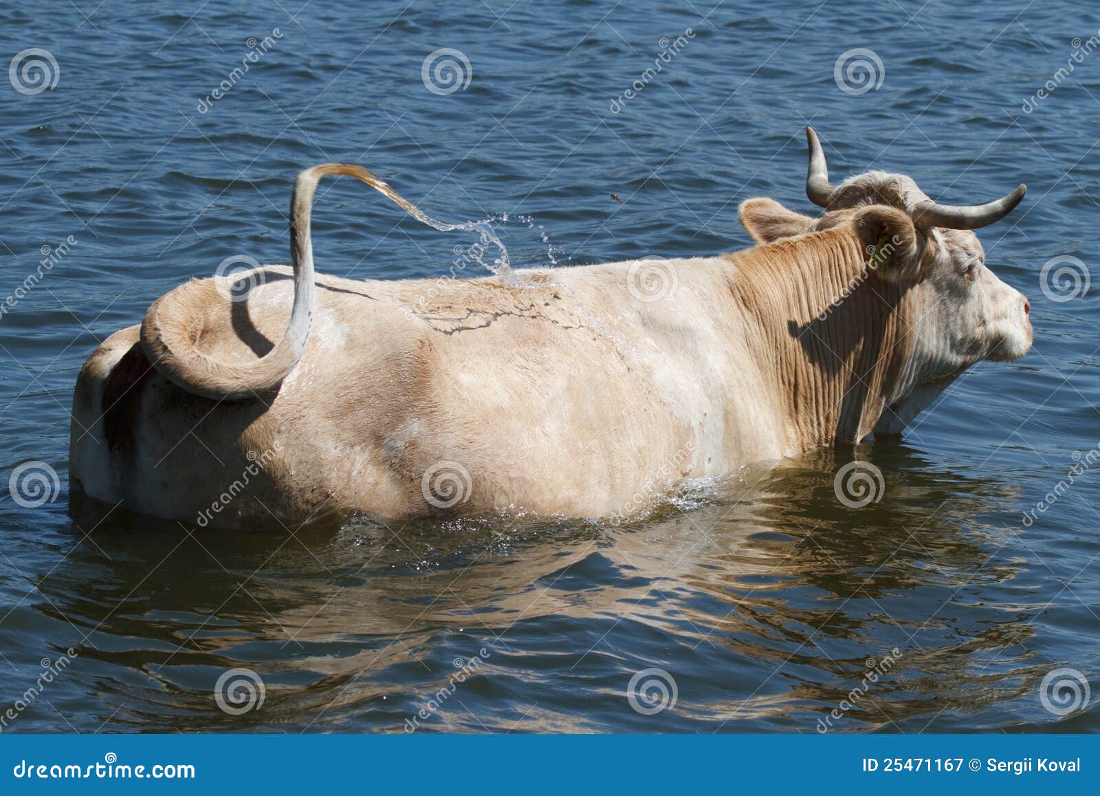 The cow is bathed stock image. Image of horn, swim, wave - 25471167