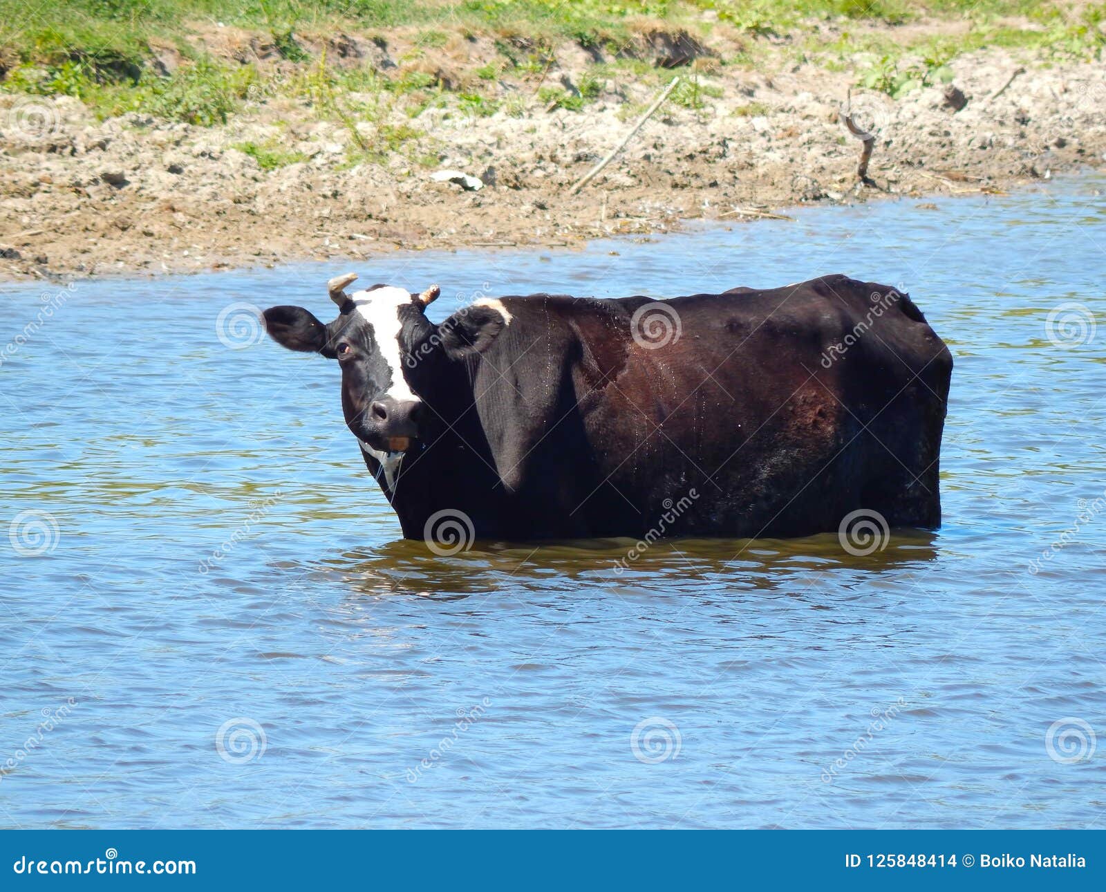 Cow is Bathing in the River Cattle Stock Photo - Image of cattle ...