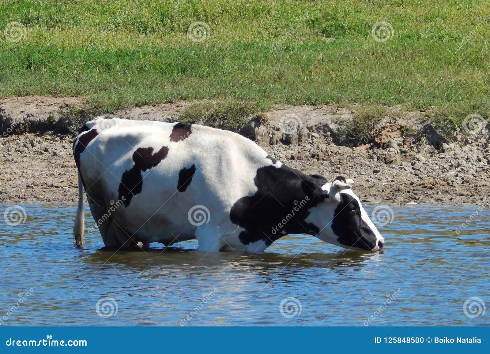 Cow is Bathing in the River Cattle Stock Photo - Image of horn, blue ...
