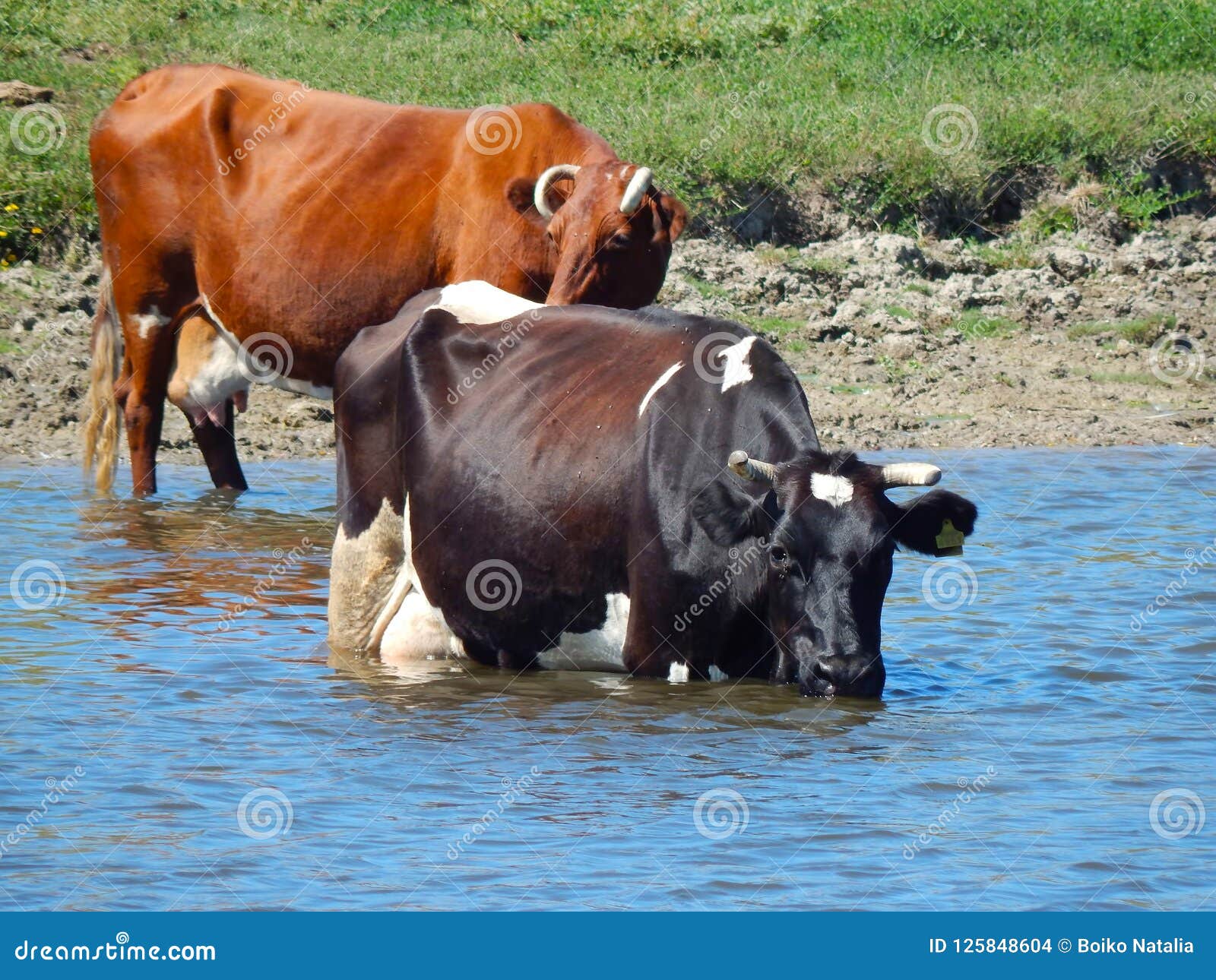Cow is Bathing in the River Cattle Stock Photo - Image of beef, bovine ...