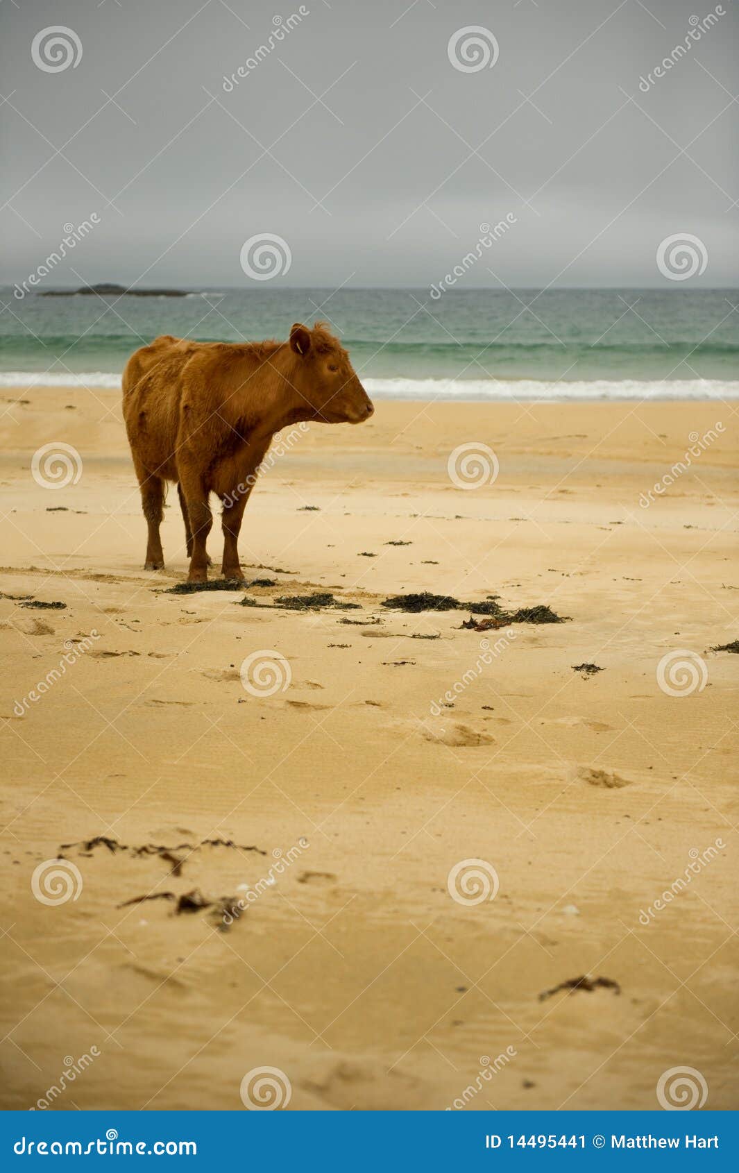 Cow on beach stock image. Image of space, fresh, copy - 14495441