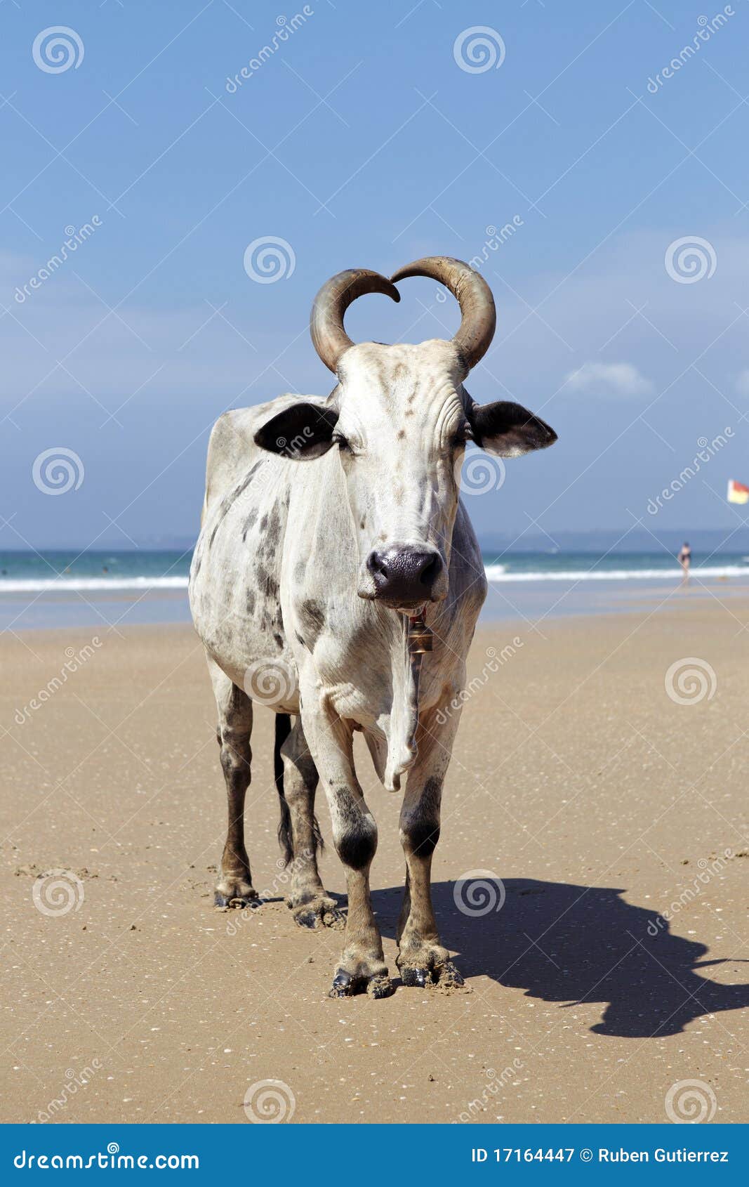 Cow in the beach stock image. Image of sacred, isolated - 17164447