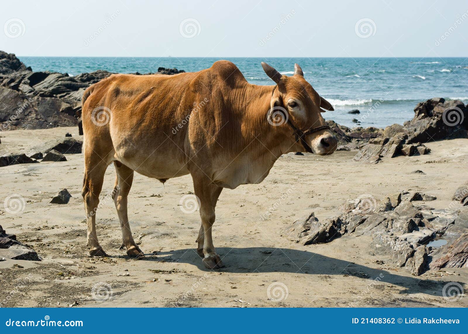 Cow in beach stock photo. Image of sandy, ripple, nature - 21408362