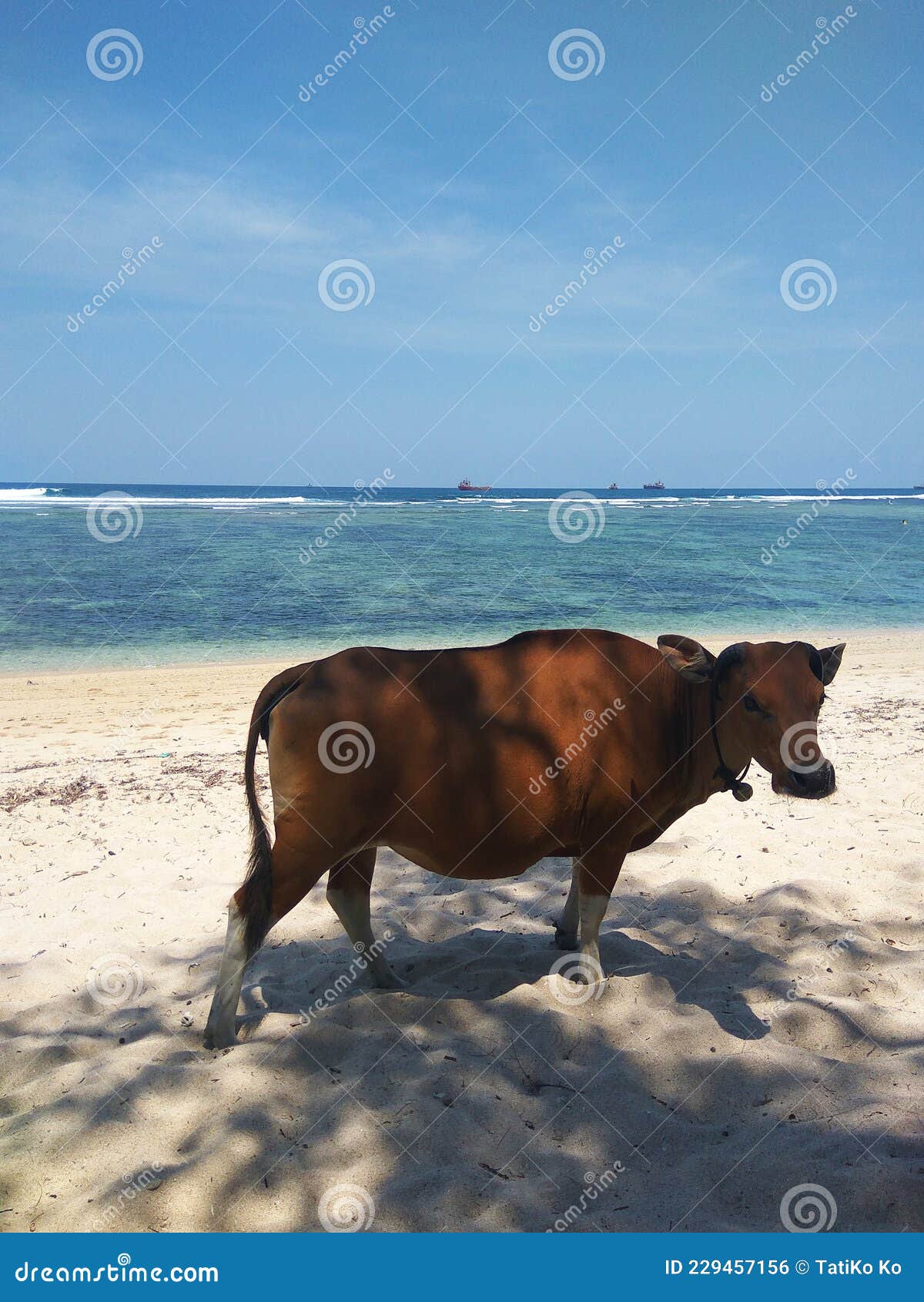 Cow on the beach stock photo. Image of sand, herd, landscape - 229457156