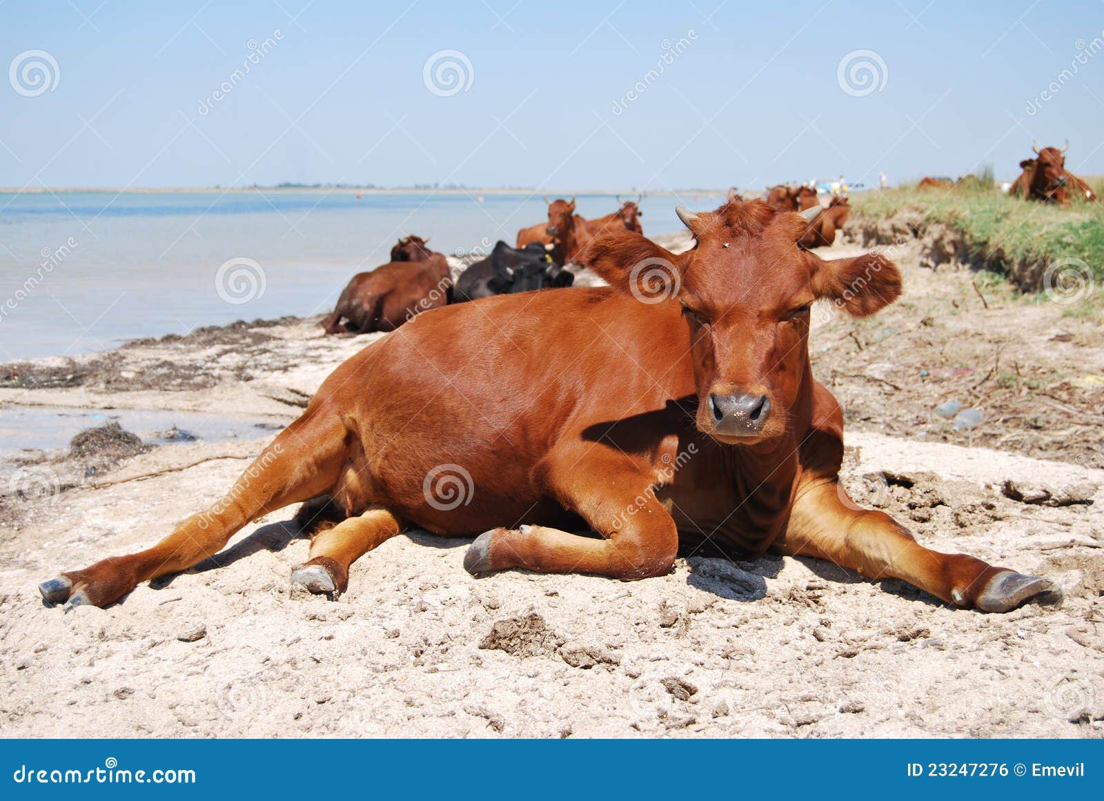 Cow on a beach stock photo. Image of sunbathes, summer - 23247276