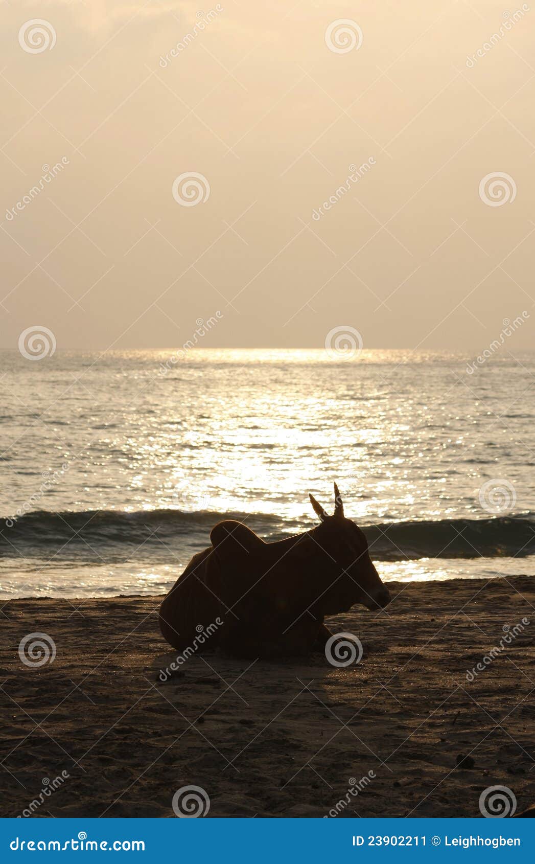 Cow on beach stock image. Image of studio, male, nature - 23902211