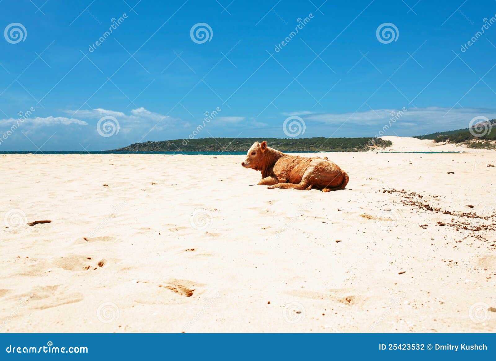 Cow on the beach stock photo. Image of nature, agriculture - 25423532
