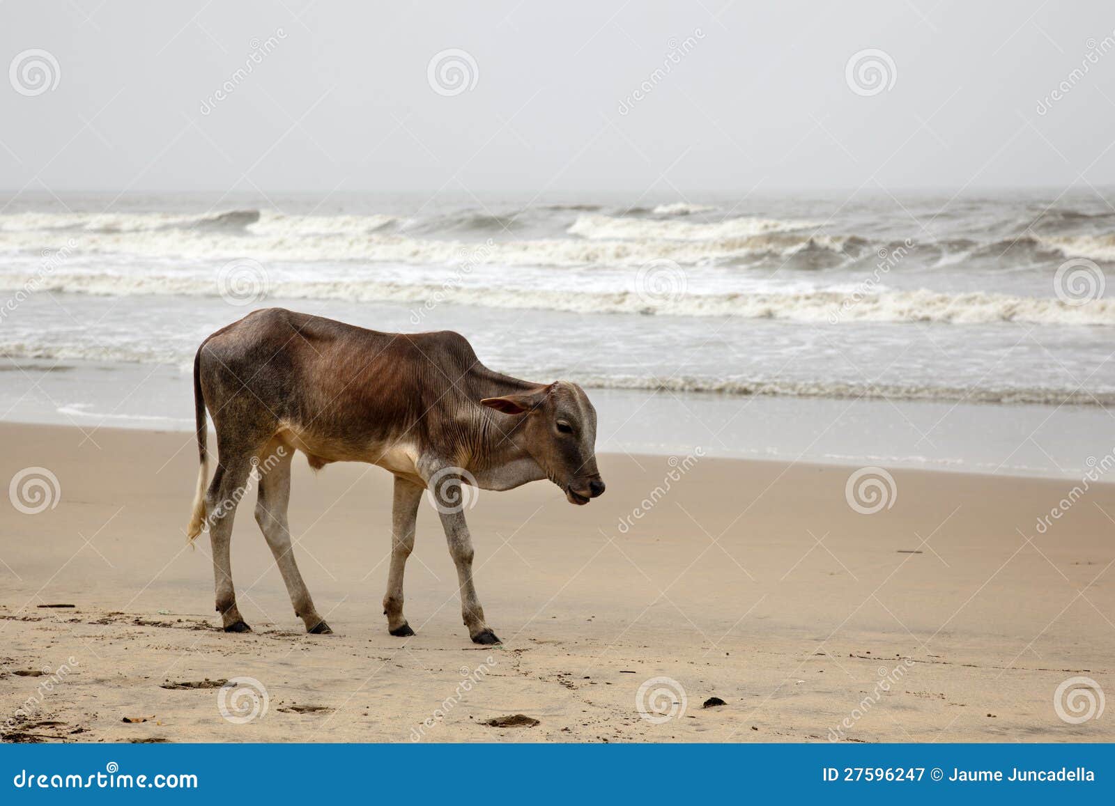 Cow on the beach stock image. Image of indian, vacations - 27596247
