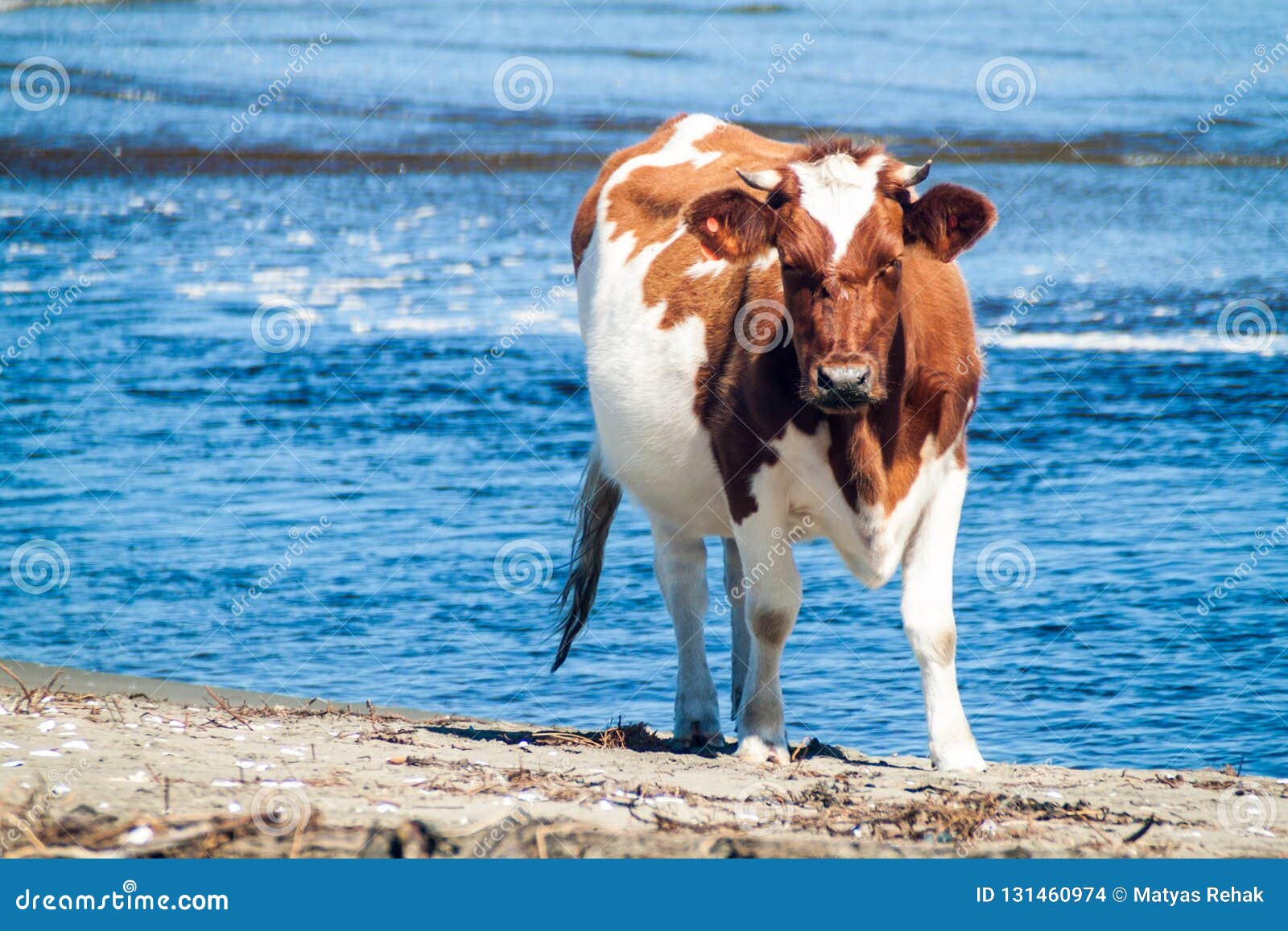 Cow on a beach stock photo. Image of colorful, blue - 131460974