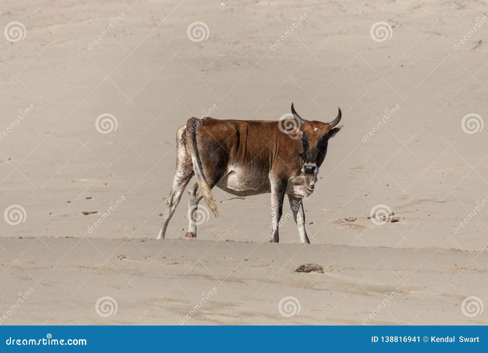 A cow on the beach stock image. Image of brown, foot - 138816941