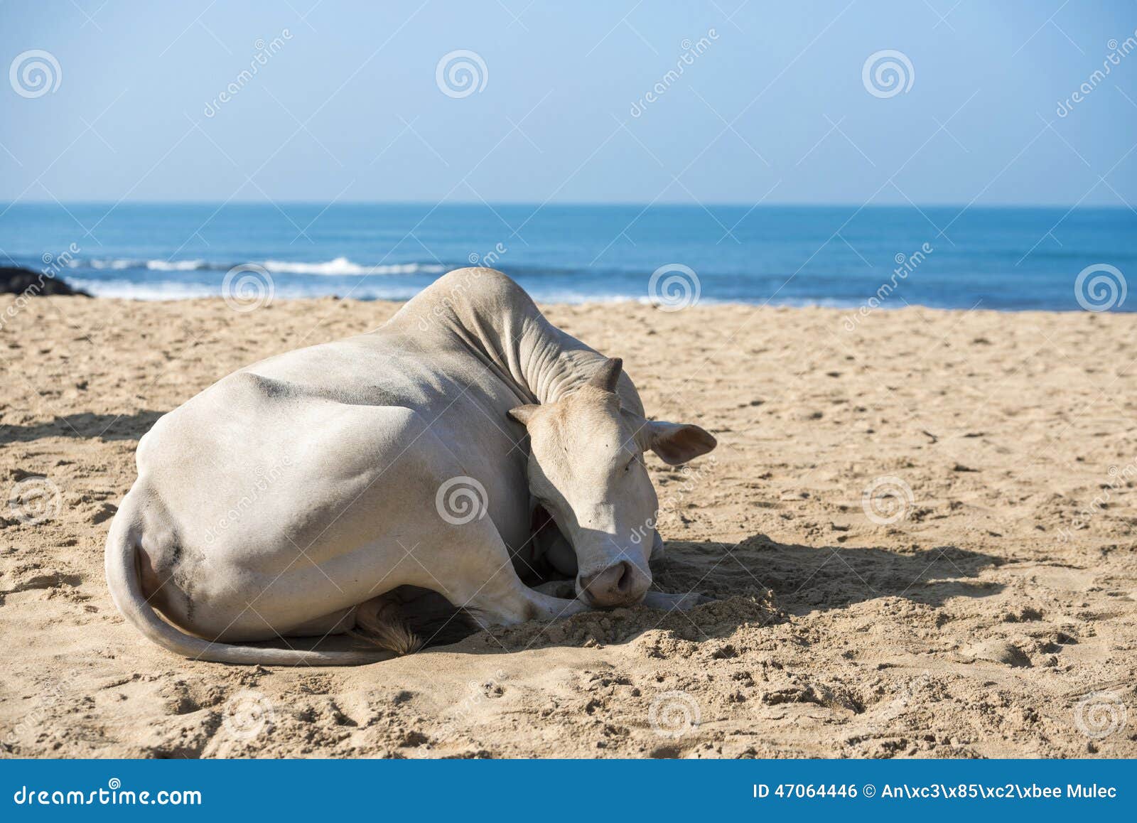 Cow on the beach stock photo. Image of calf, pleasure - 47064446