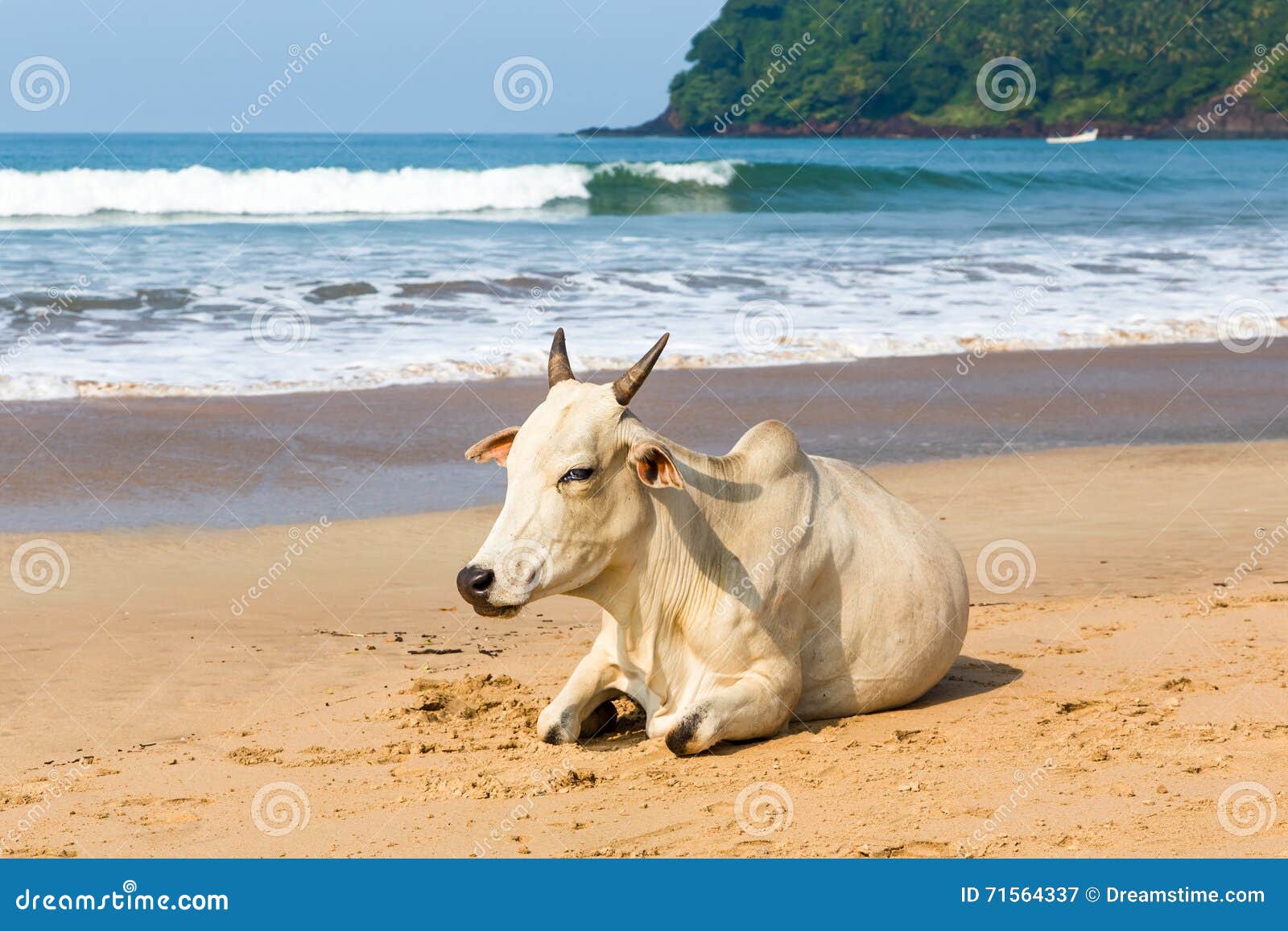 Cow on the beach stock image. Image of travel, trip, white - 71564337