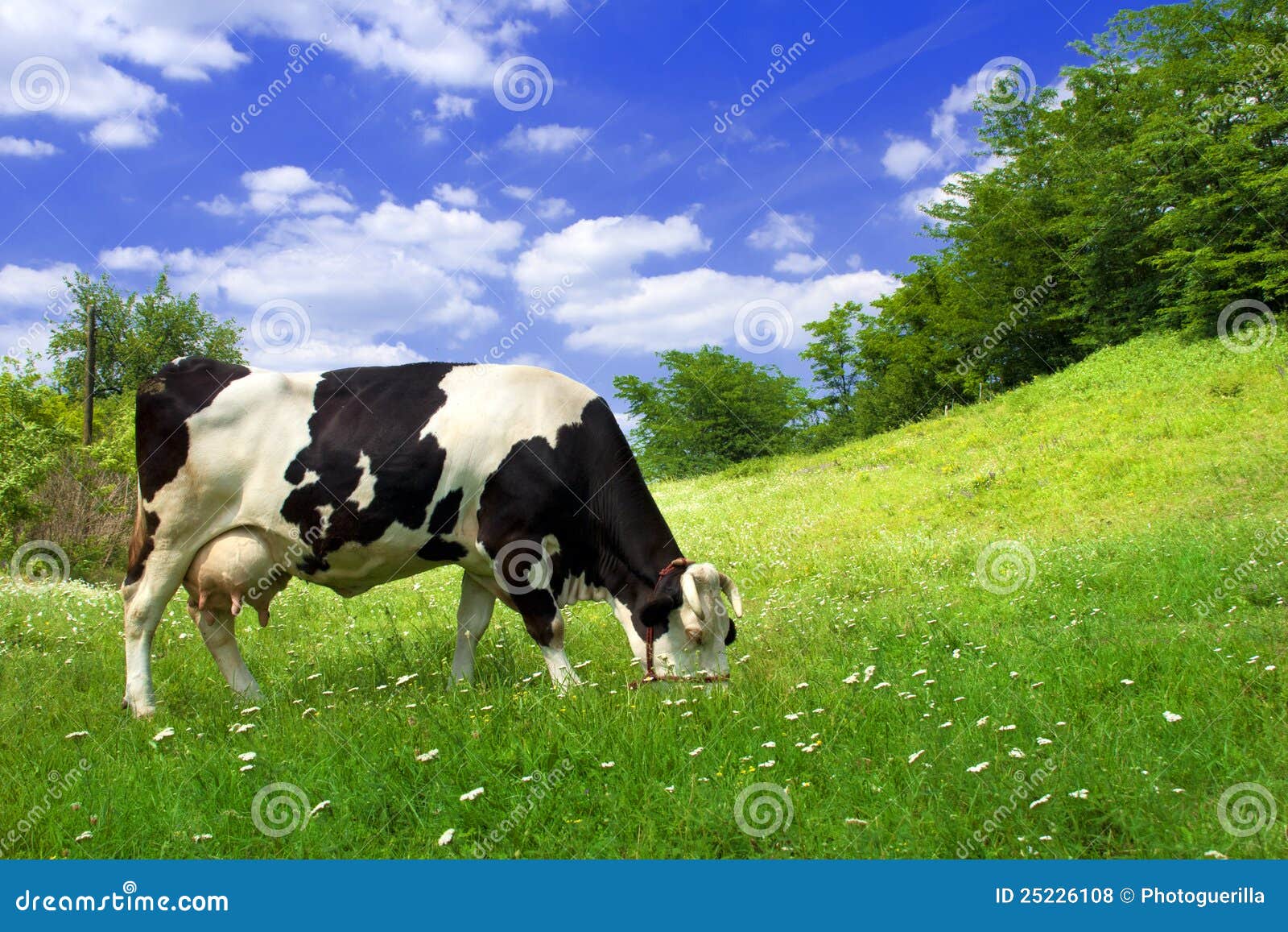 Cow on beautiful meadow stock photo. Image of grass, rural - 25226108