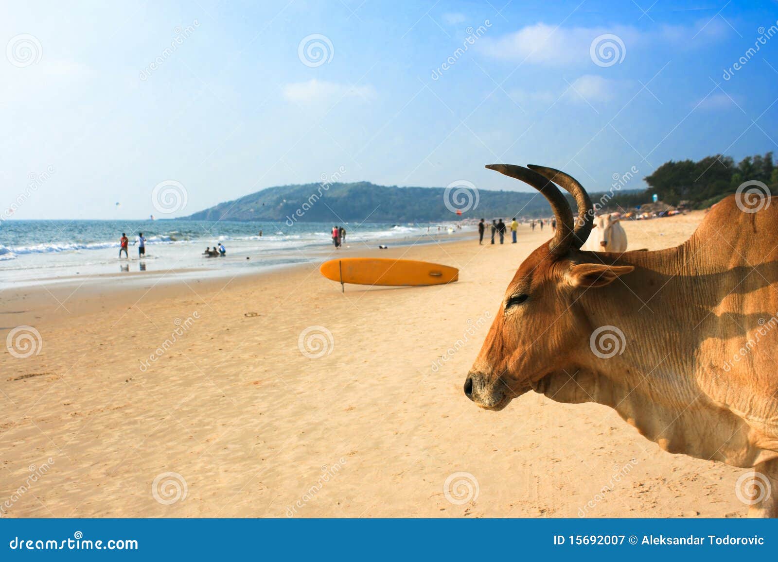 Cow on Beautiful Tropical Beach in Asvem , India Stock Image - Image of ...