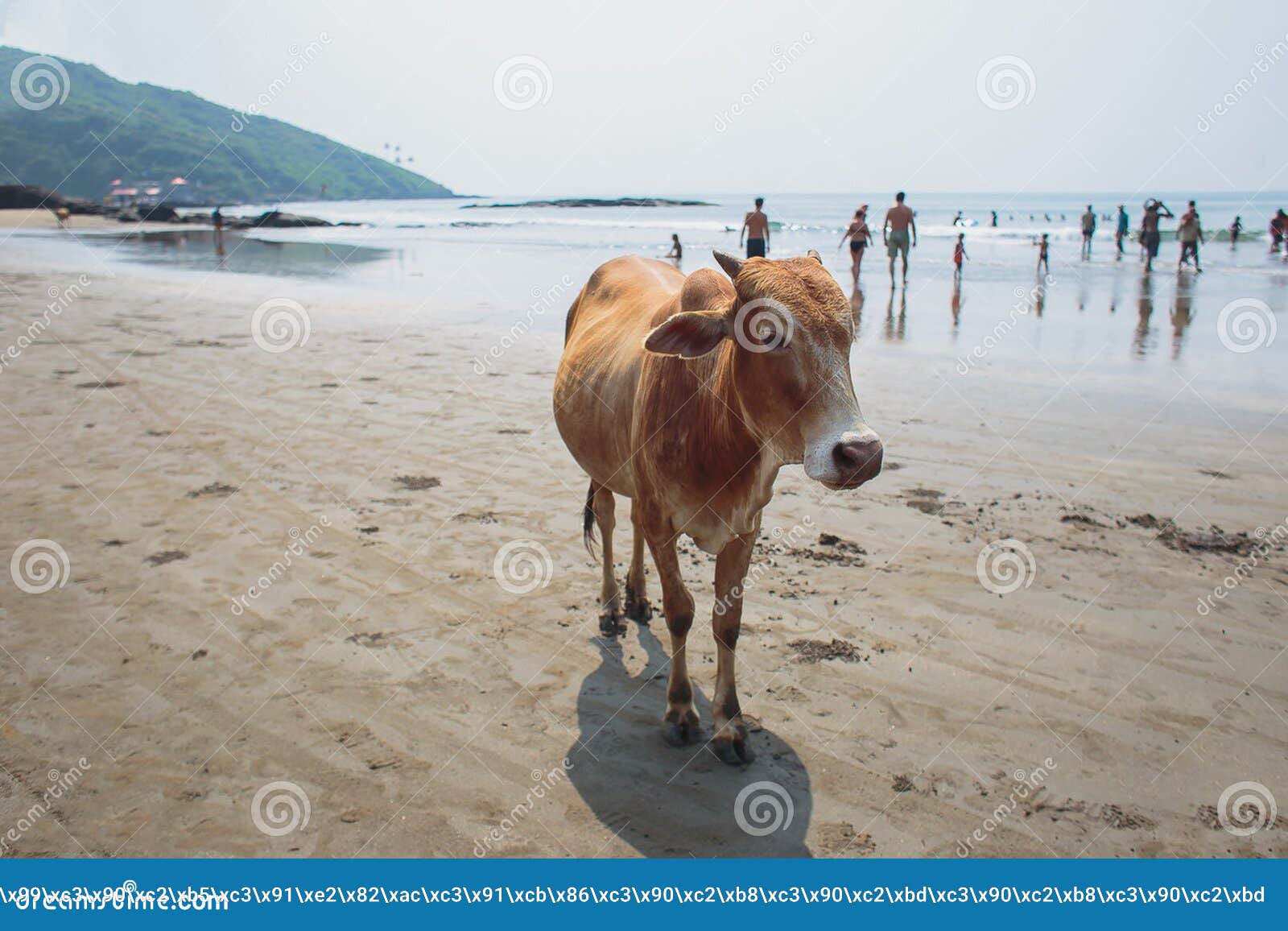 Cow on Beautiful Tropical Beach ,Goa, India. Stock Photo - Image of ...
