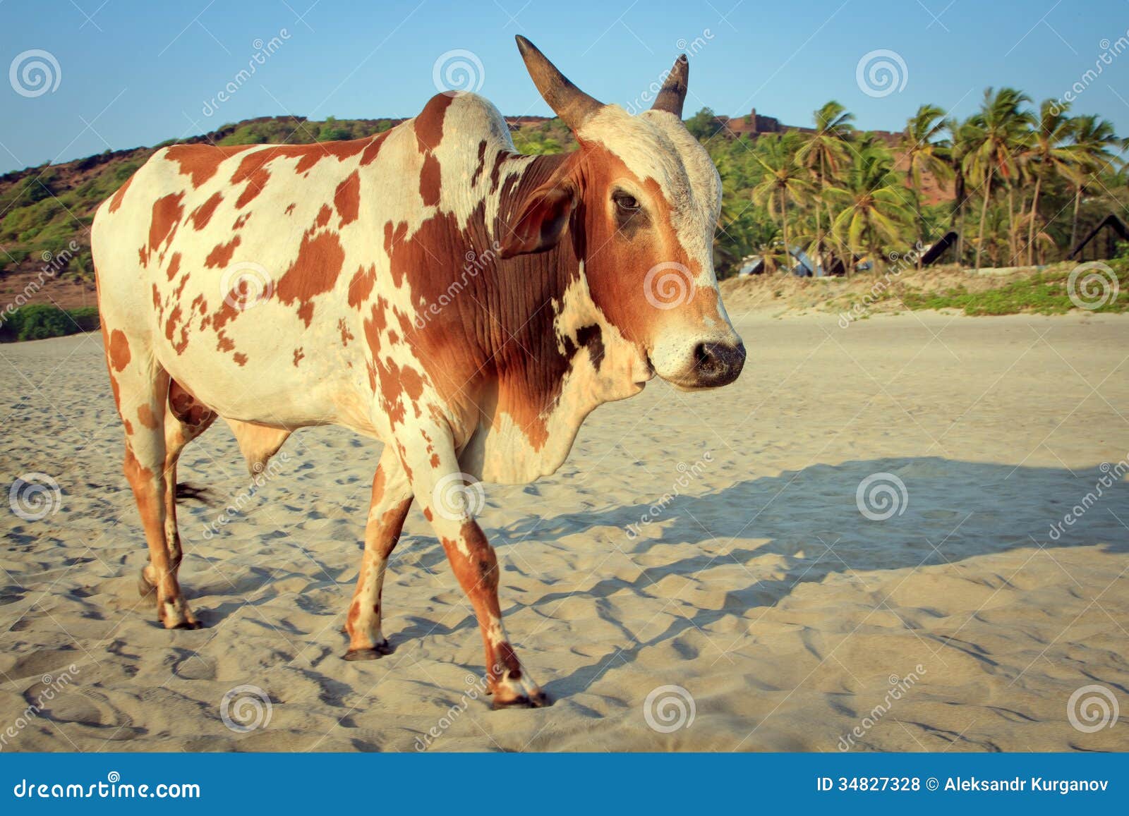 Cow on Beautiful Tropical Beach ,Goa Stock Photo - Image of horn, coast ...