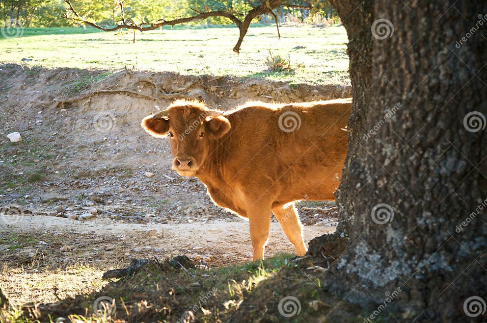 Cow behind tree stock photo. Image of antler, nature - 11981876