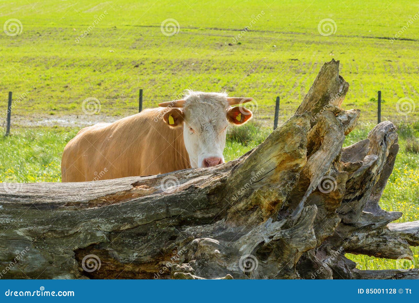 Cow Behind Tree Log Stock Photos - Free & Royalty-Free Stock Photos ...