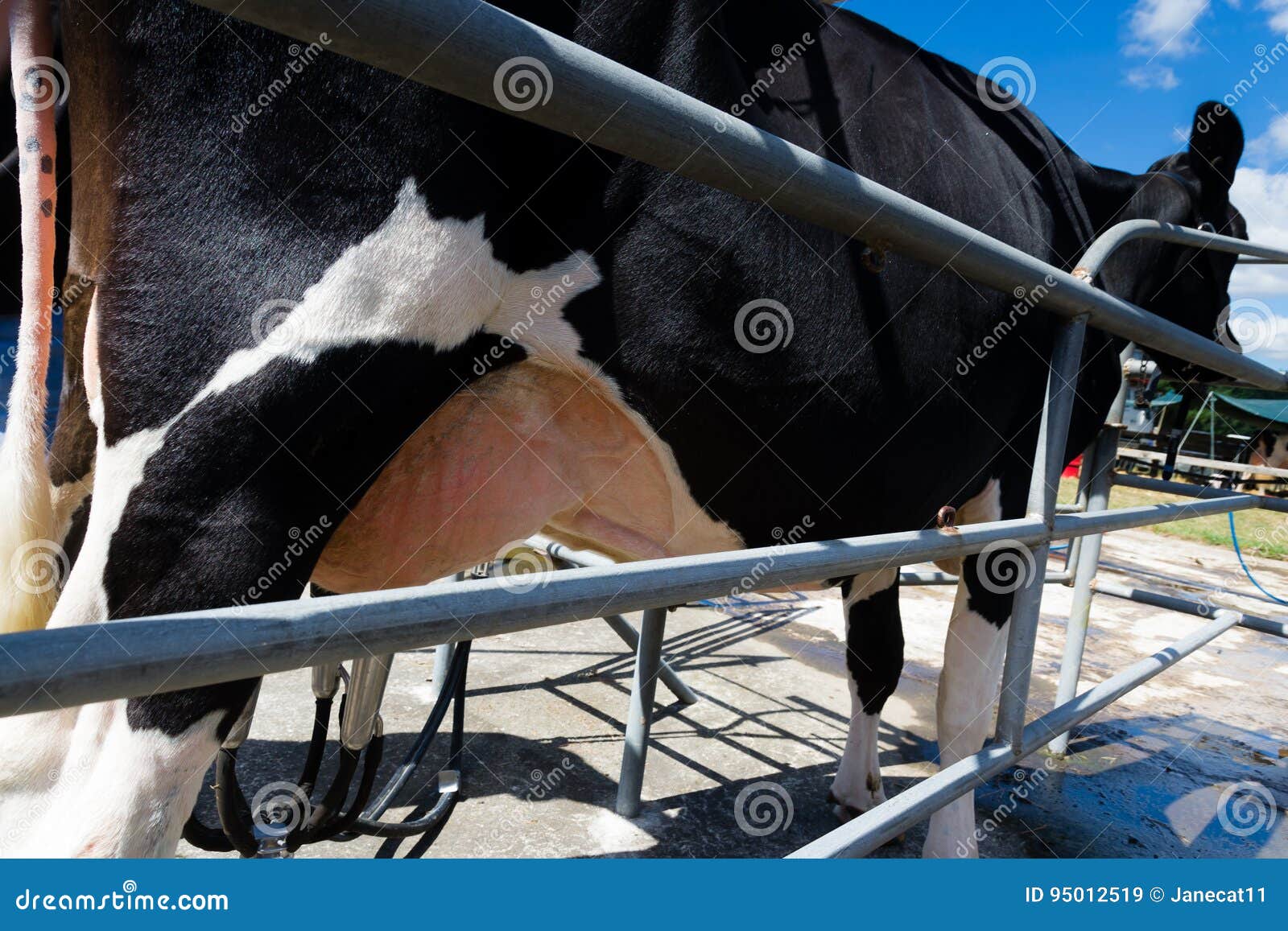 Cow being milked stock image. Image of cattle, detail - 95012519