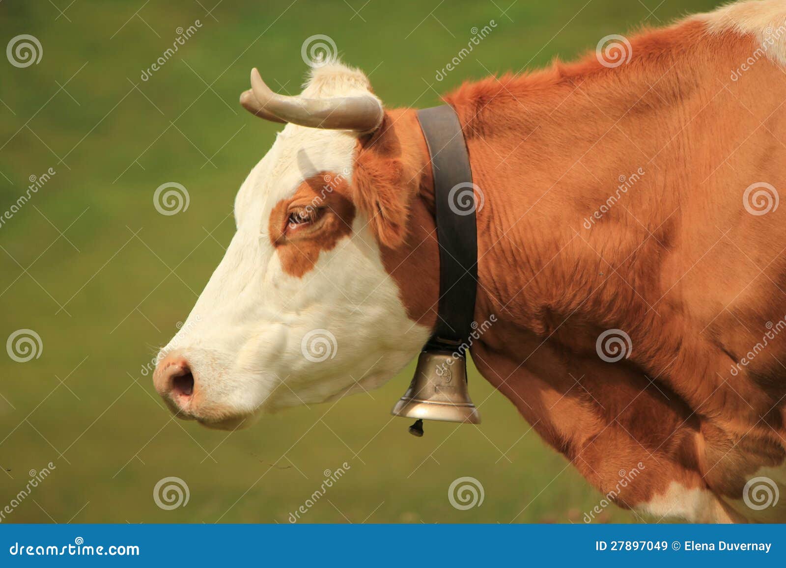 Cow and bell stock image. Image of alpine, cute, nose - 27897049